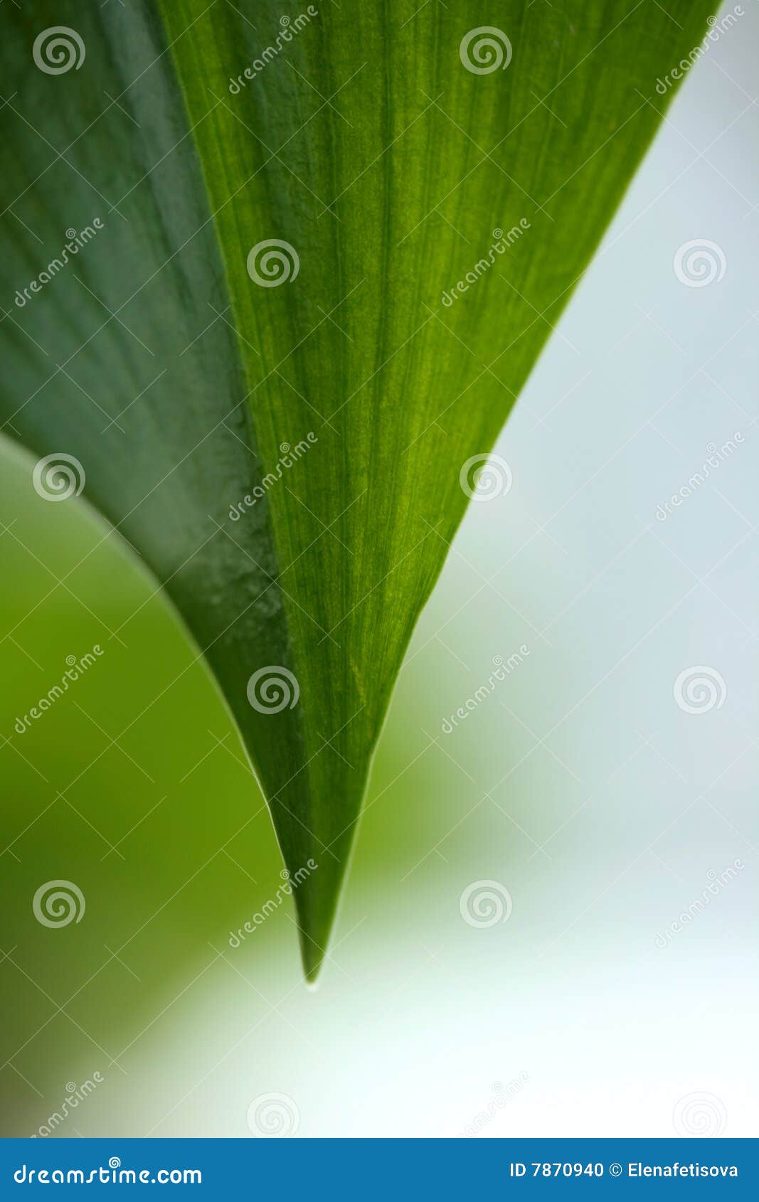 Pice of big green leaf stock photo. Image of green, leaf - 7870940