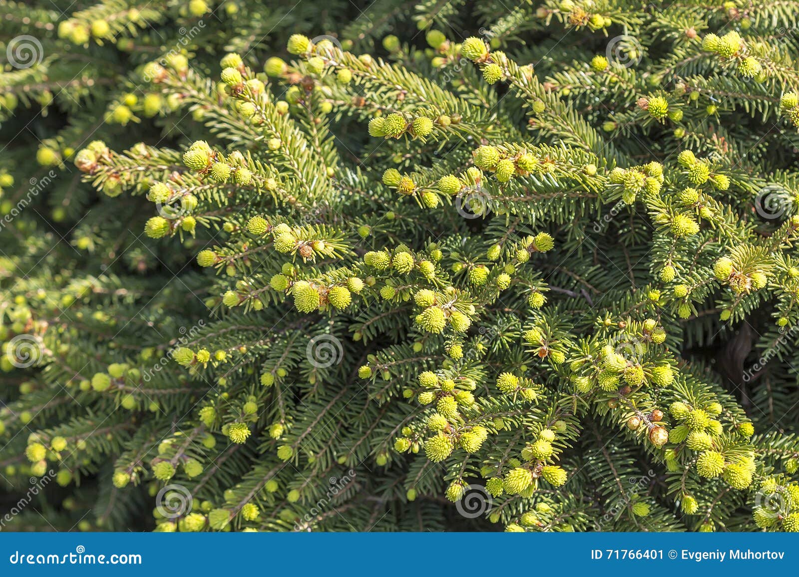Picea abies stock image. Image of spruce, spring, perennial - 71766401