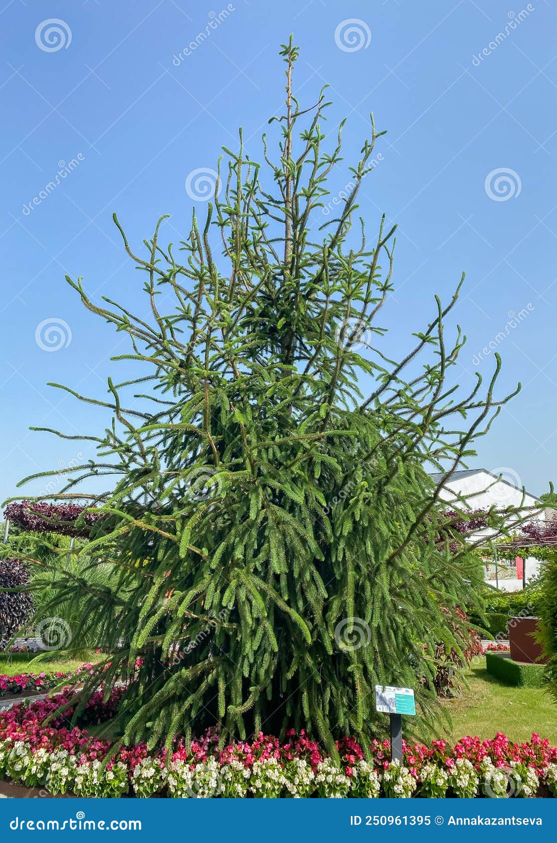 Picea abies L. H stock image. Image of leaf, wild, outdoor - 250961395