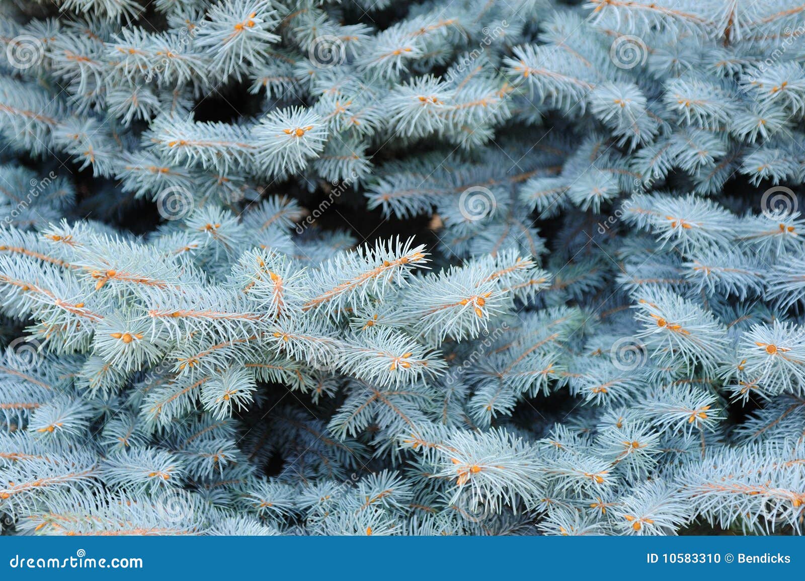 Picea azul foto de archivo. Imagen de belleza, madera - 10583310