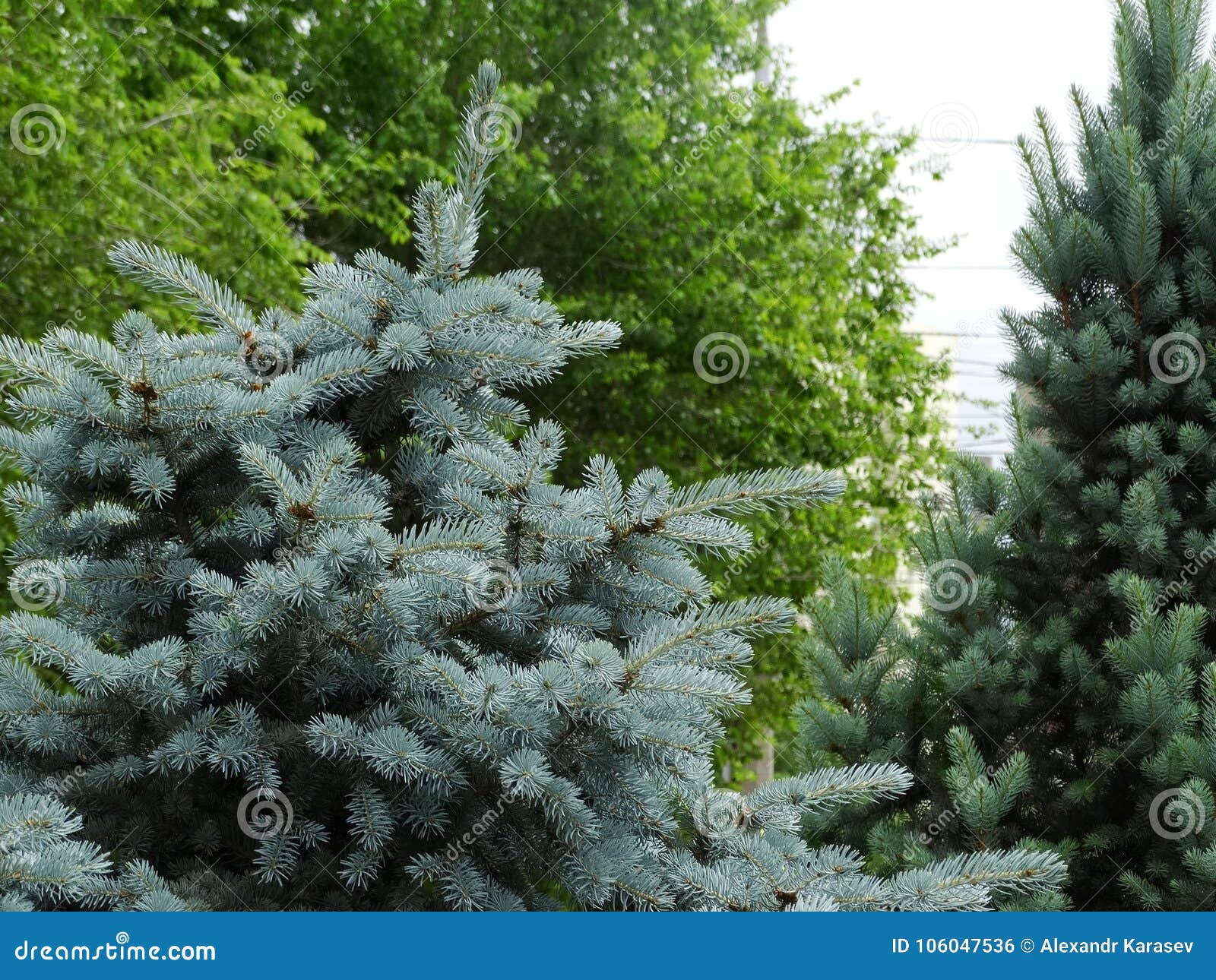 Picea Azul En El Parque De La Ciudad Foto de archivo - Imagen de piceas ...