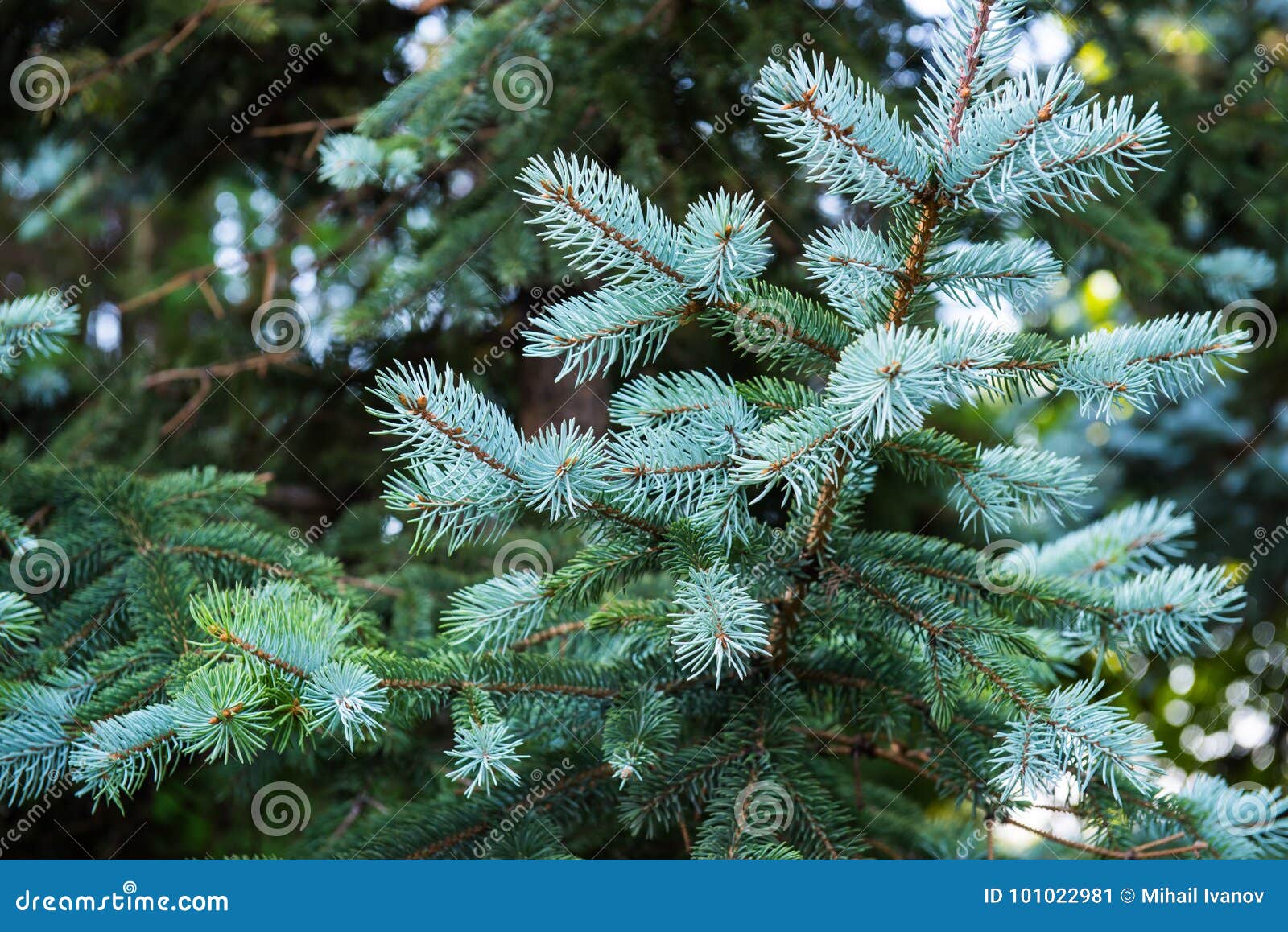Picea Azul, Pungens De La Picea Imagen de archivo - Imagen de navidad ...