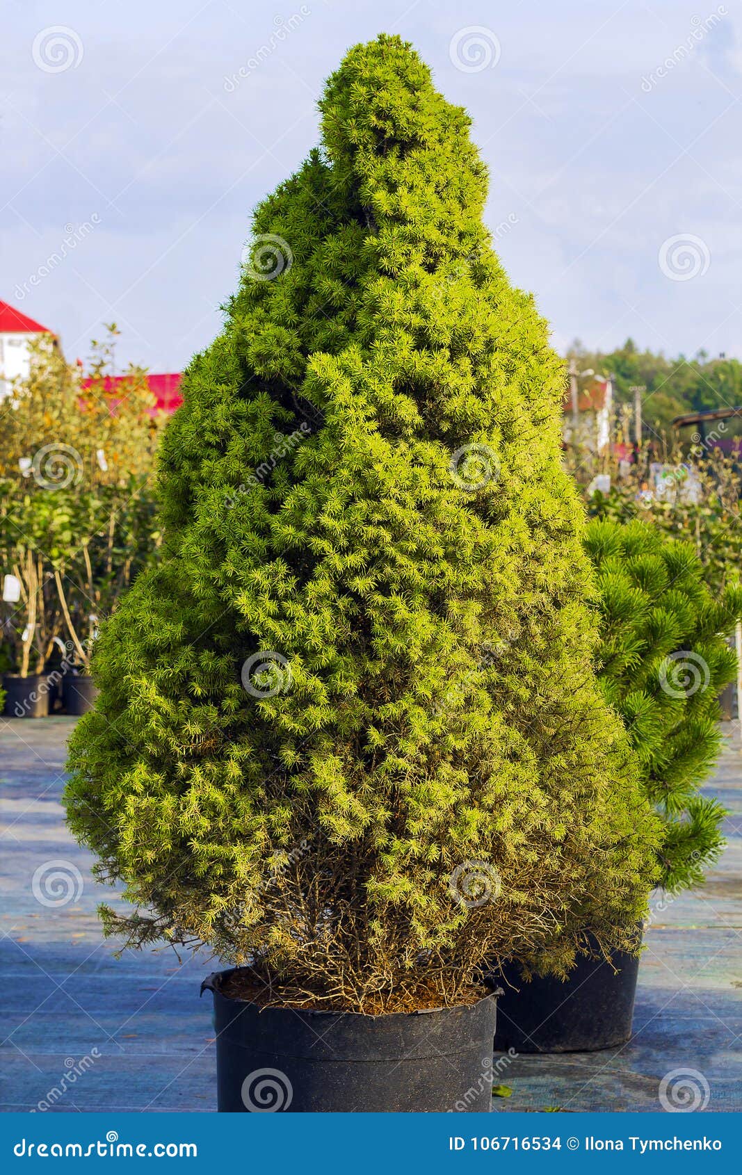 12,291 Evergreen Garden Decorative Pine Tree Stock Photos - Free ...