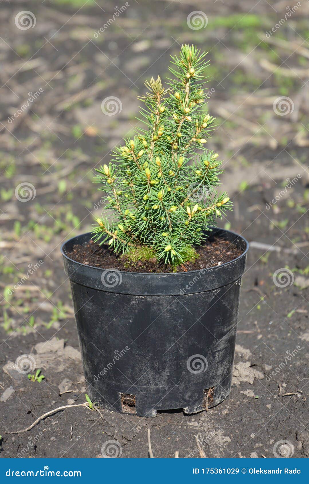 Picea Glauca Conica Sapling Growing in the Pot Stock Image - Image of ...