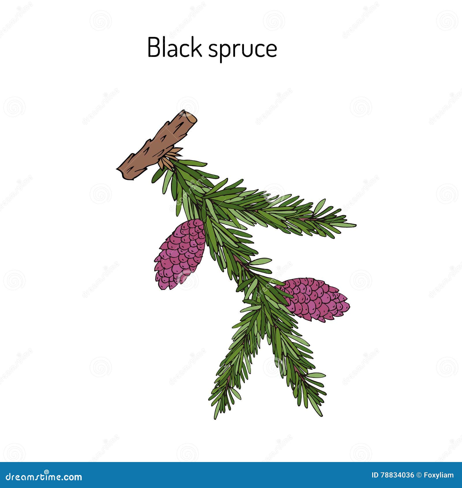 Black Spruce Picea Mariana Black Fir Sketch Cartoon Vector ...