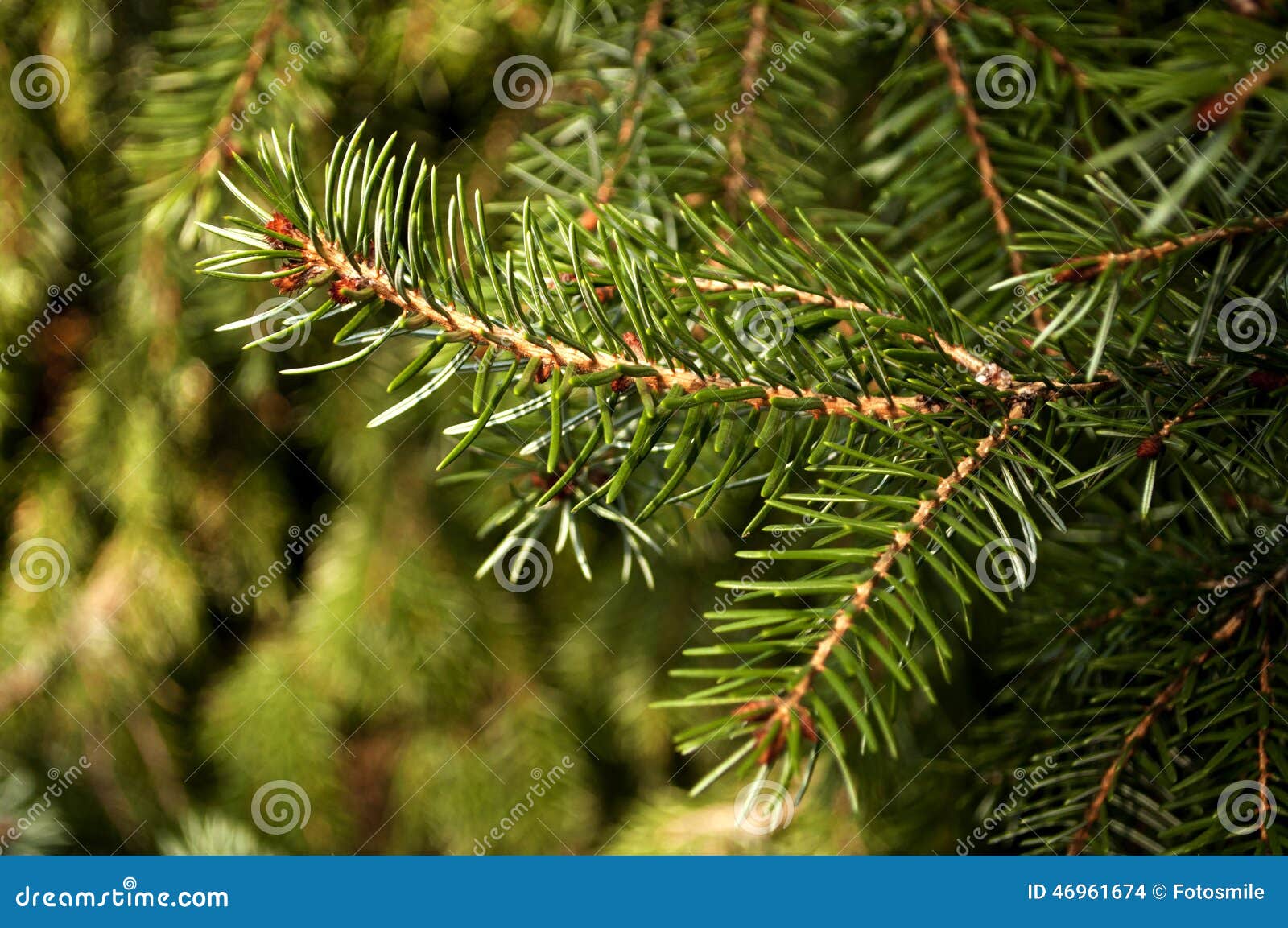 Picea omorika stock photo. Image of picea, tree, green - 46961674