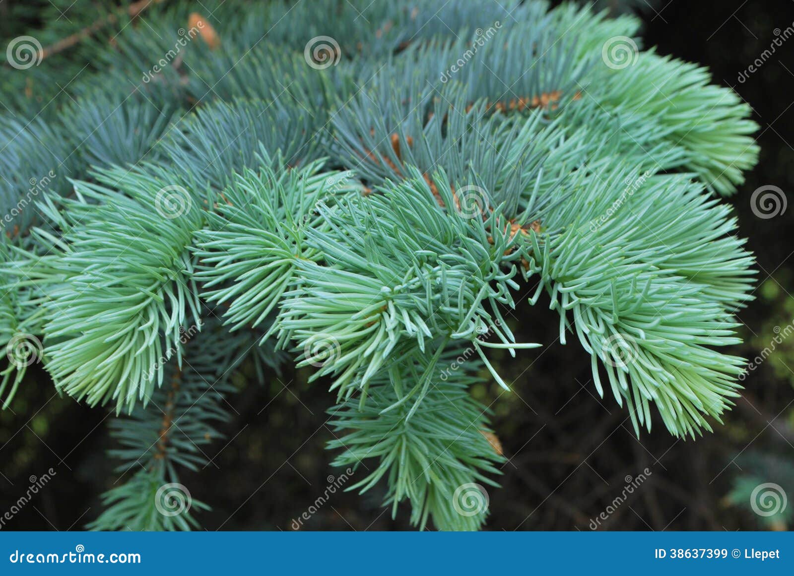 Picea Pungens - Blautanne stockbild. Bild von fichten - 38637399