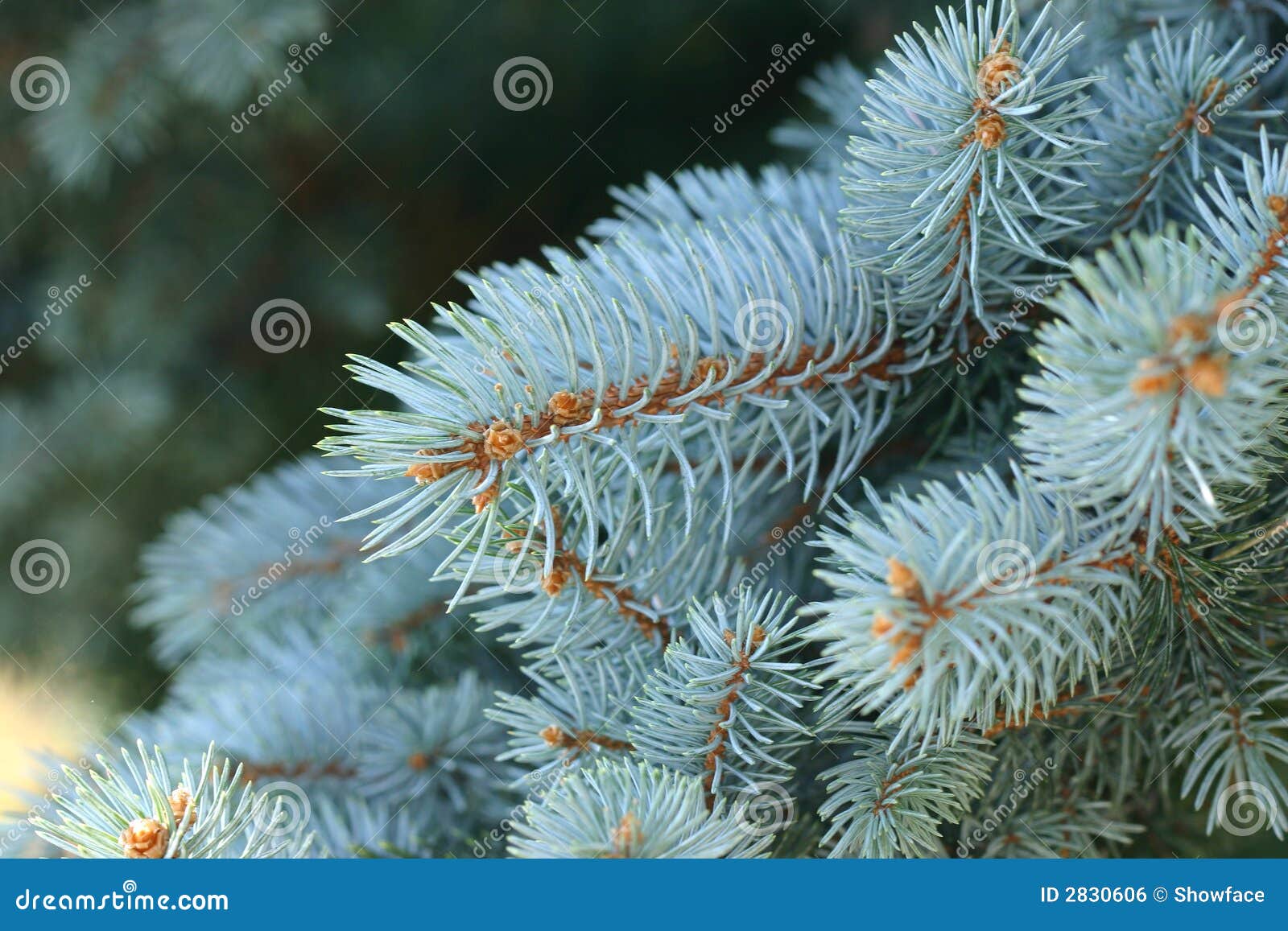Picea Pungens - Blauwe Sparren Stock Foto - Image of altijdgroen ...
