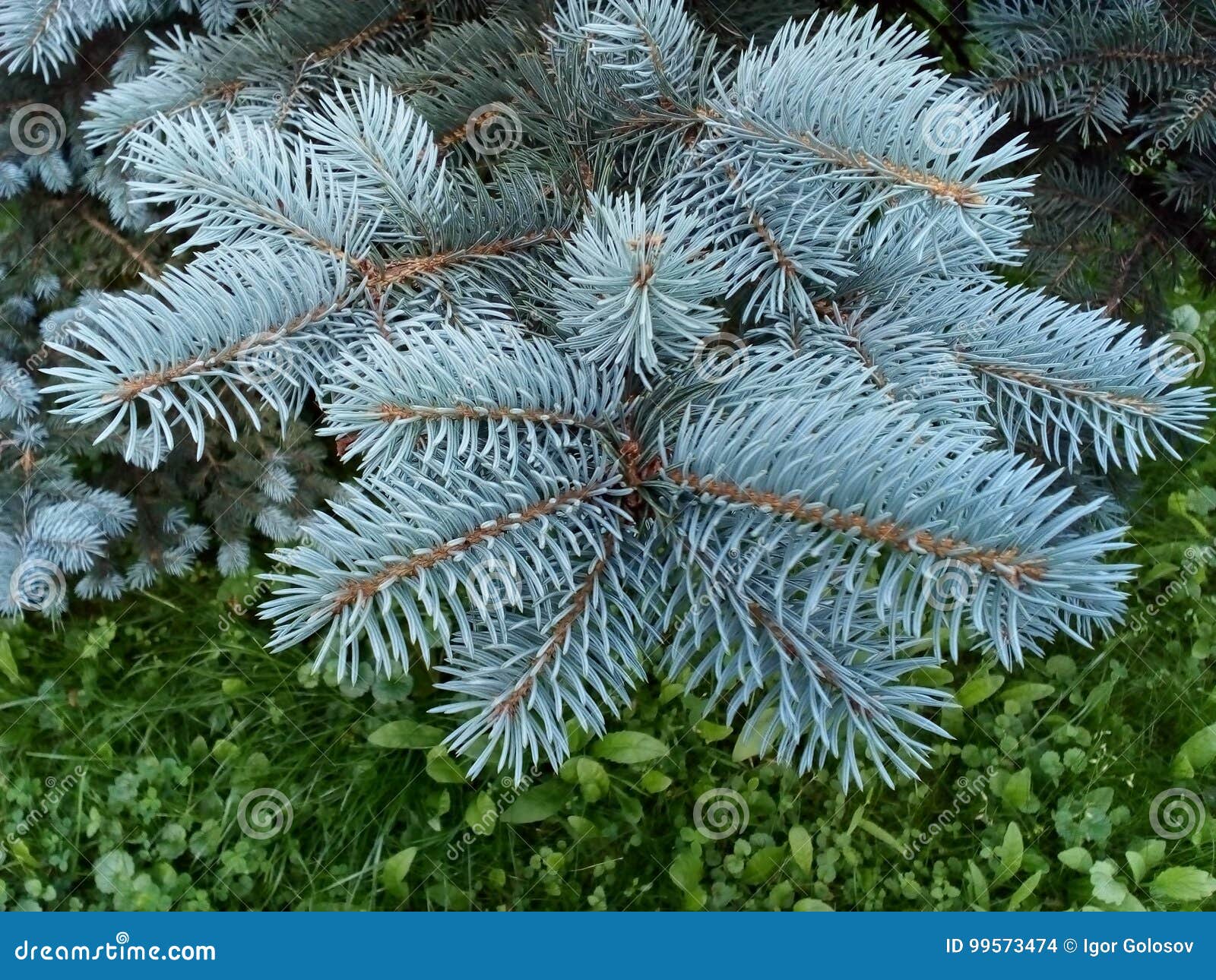 Blue spruce stock photo. Image of nature, conifer, pine - 99573474