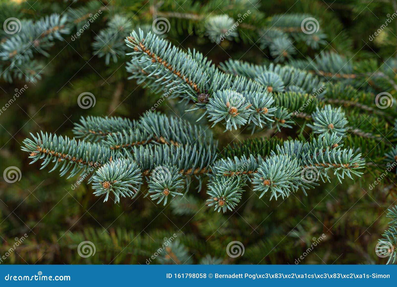 Picea Pungens `Glauca Prostrata` ,spreading Or Creeping Dwarf Colorado ...