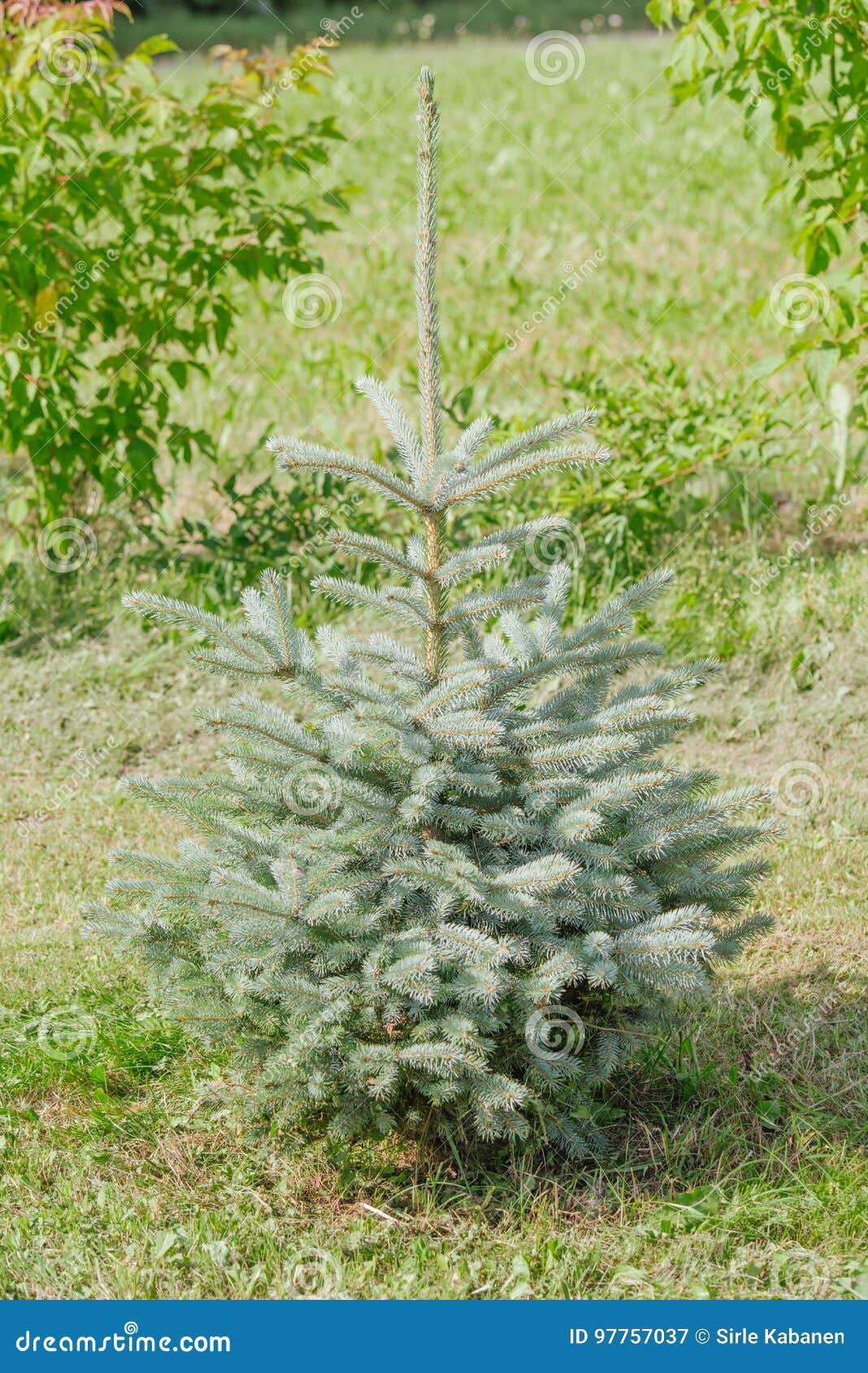Picea pungens stock image. Image of outdoor, evergreen - 97757037