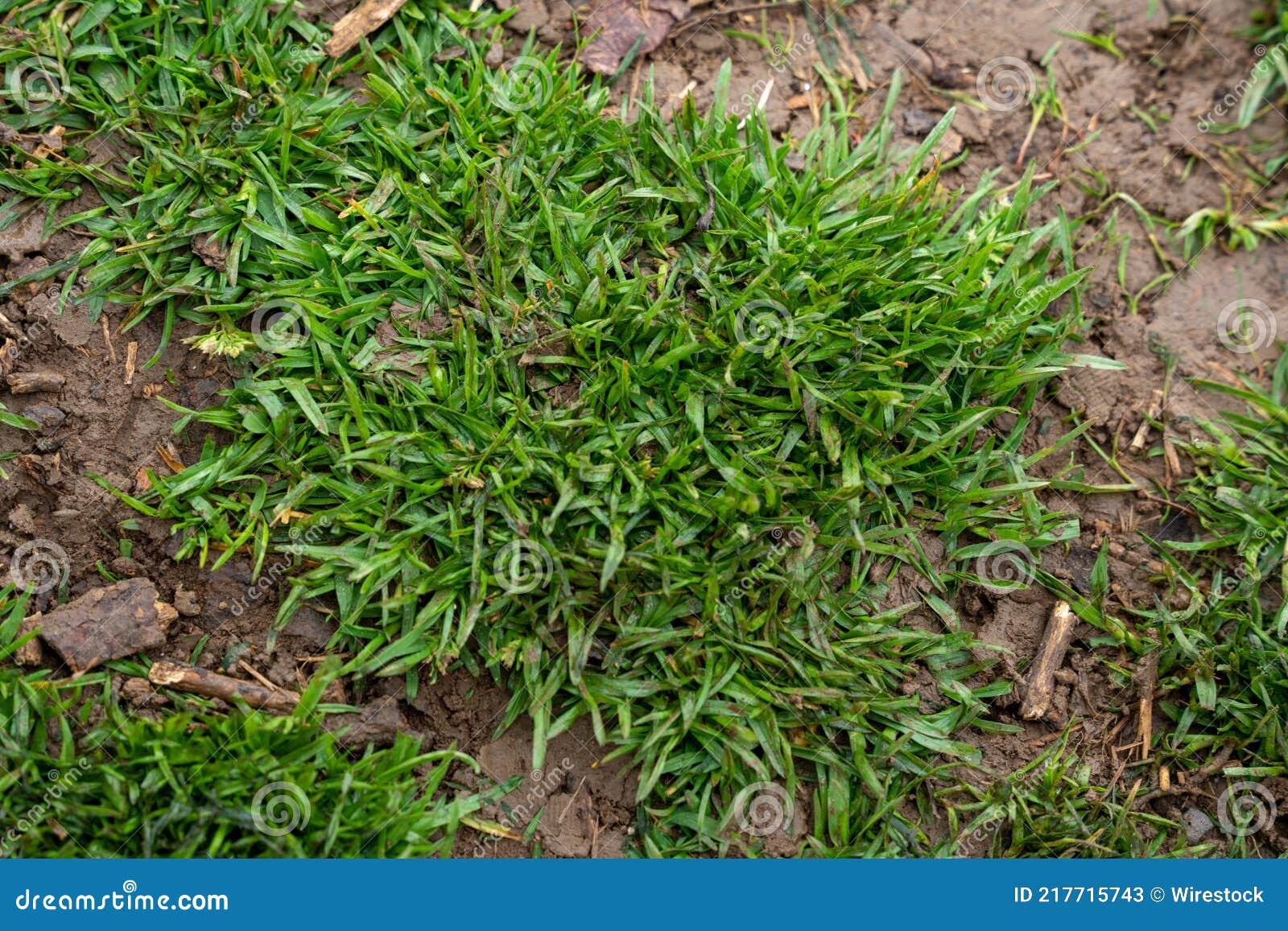 Pices of Densely Grown Grass on the Ground in Spring Stock Image ...