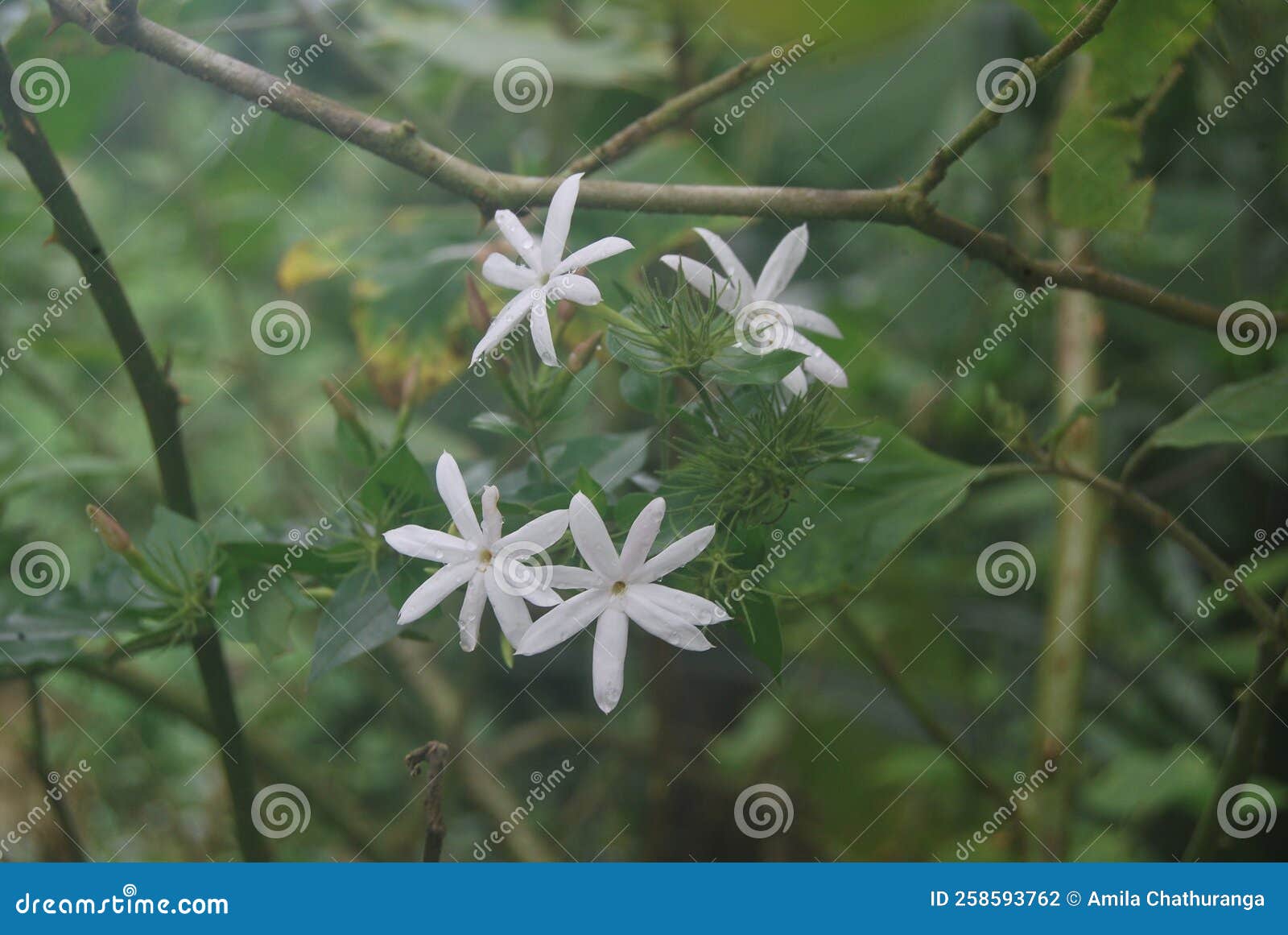 Pichcha flower green stock photo. Image of meadow, evergreen - 258593762