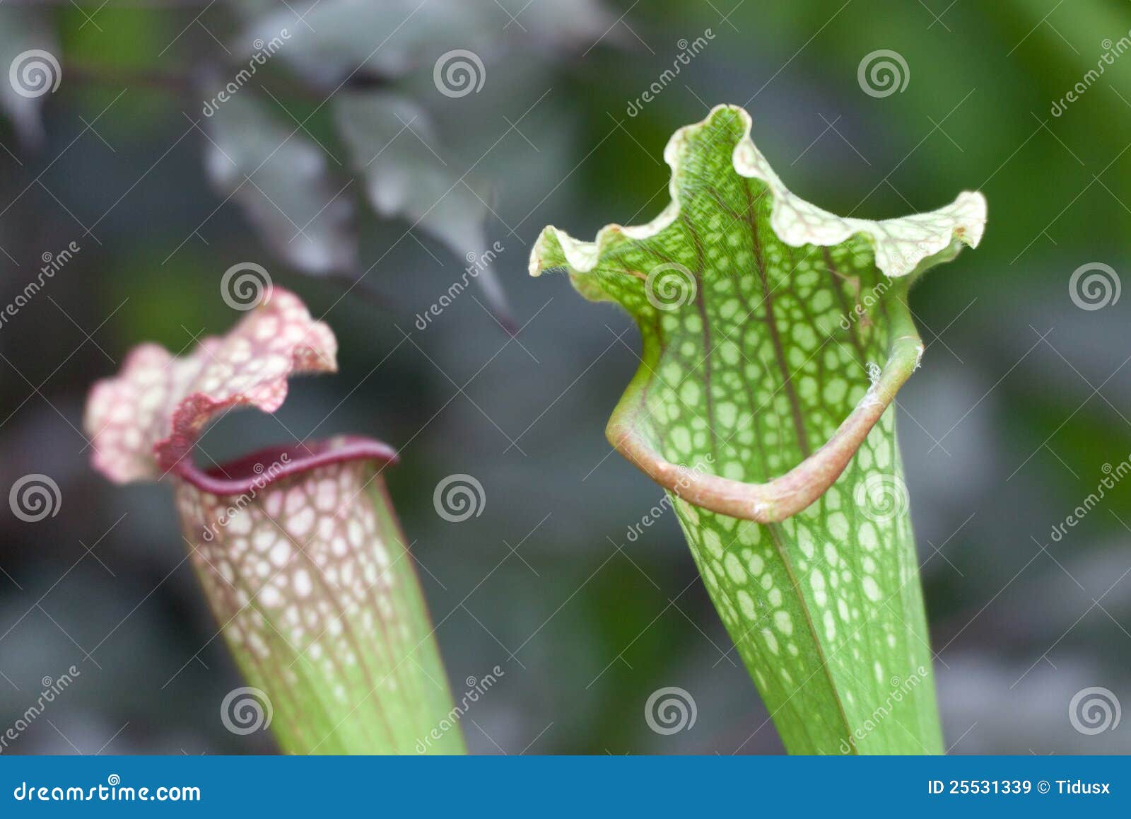 Picher Plant stock image. Image of listen, laughing, green - 25531339