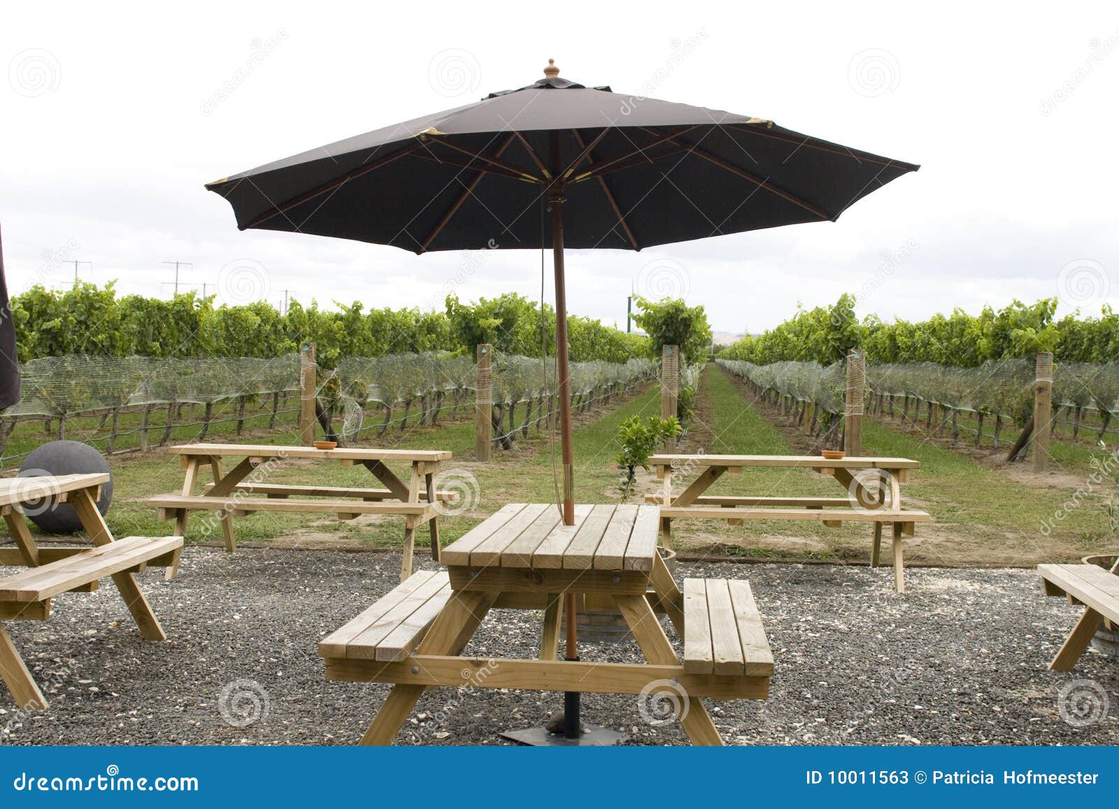 Picinic tables in vineyard stock image. Image of lunch - 10011563