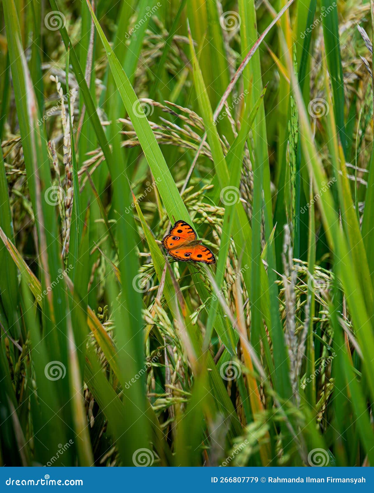 Pick a boo Butterfly stock image. Image of invertebrate - 266807779