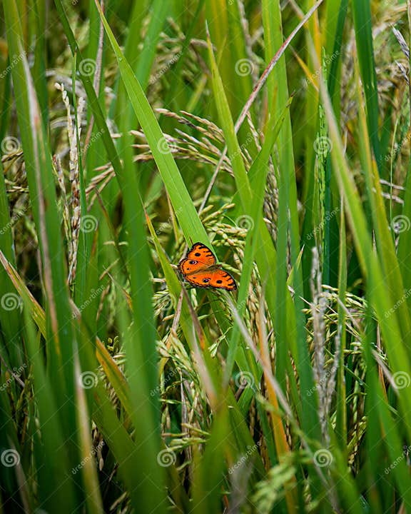 Pick a boo Butterfly stock image. Image of invertebrate - 266807779