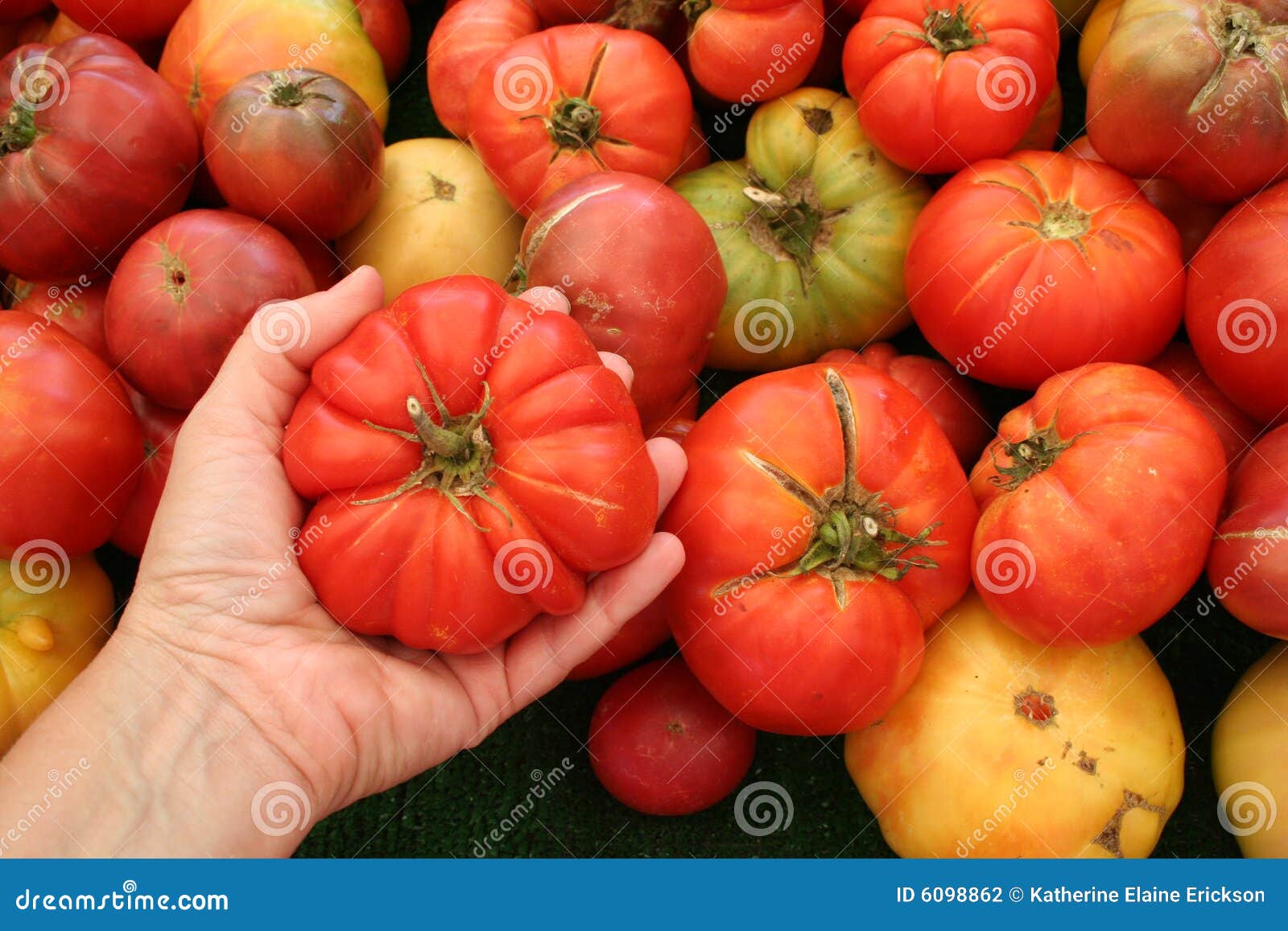 Pick of the Crop stock photo. Image of buying, selecting - 6098862