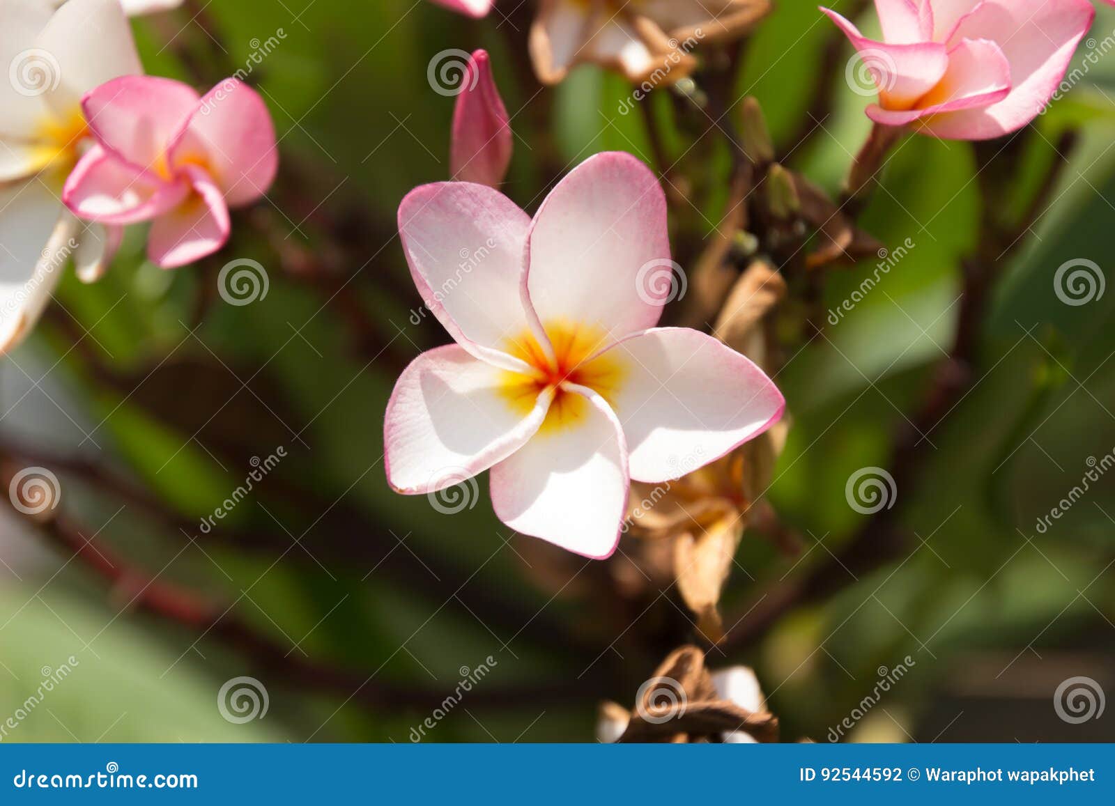 Pick flower stock photo. Image of plumeria, pick, pretty - 92544592