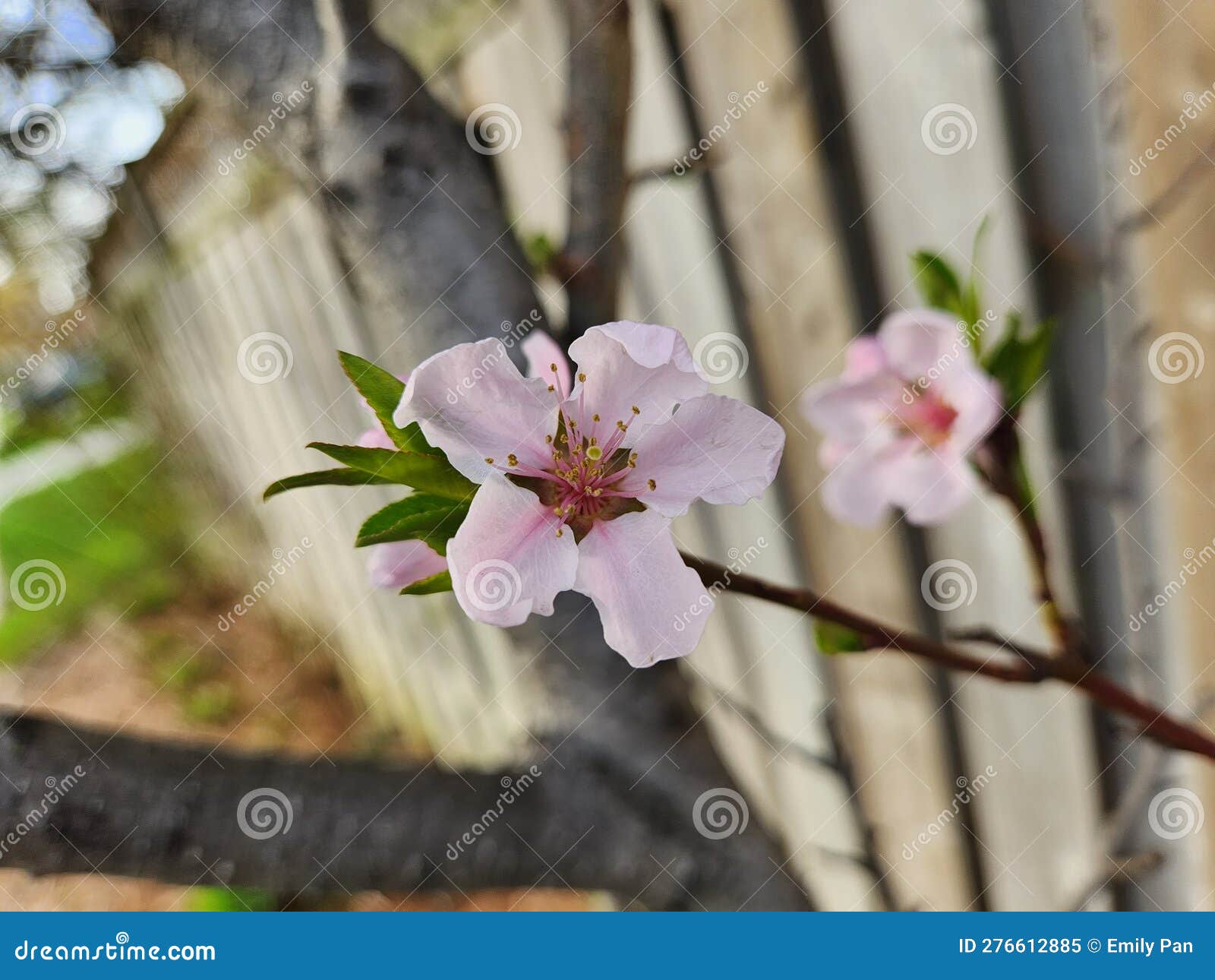 Pick Flowers on Tree stock image. Image of tree, treev - 276612885