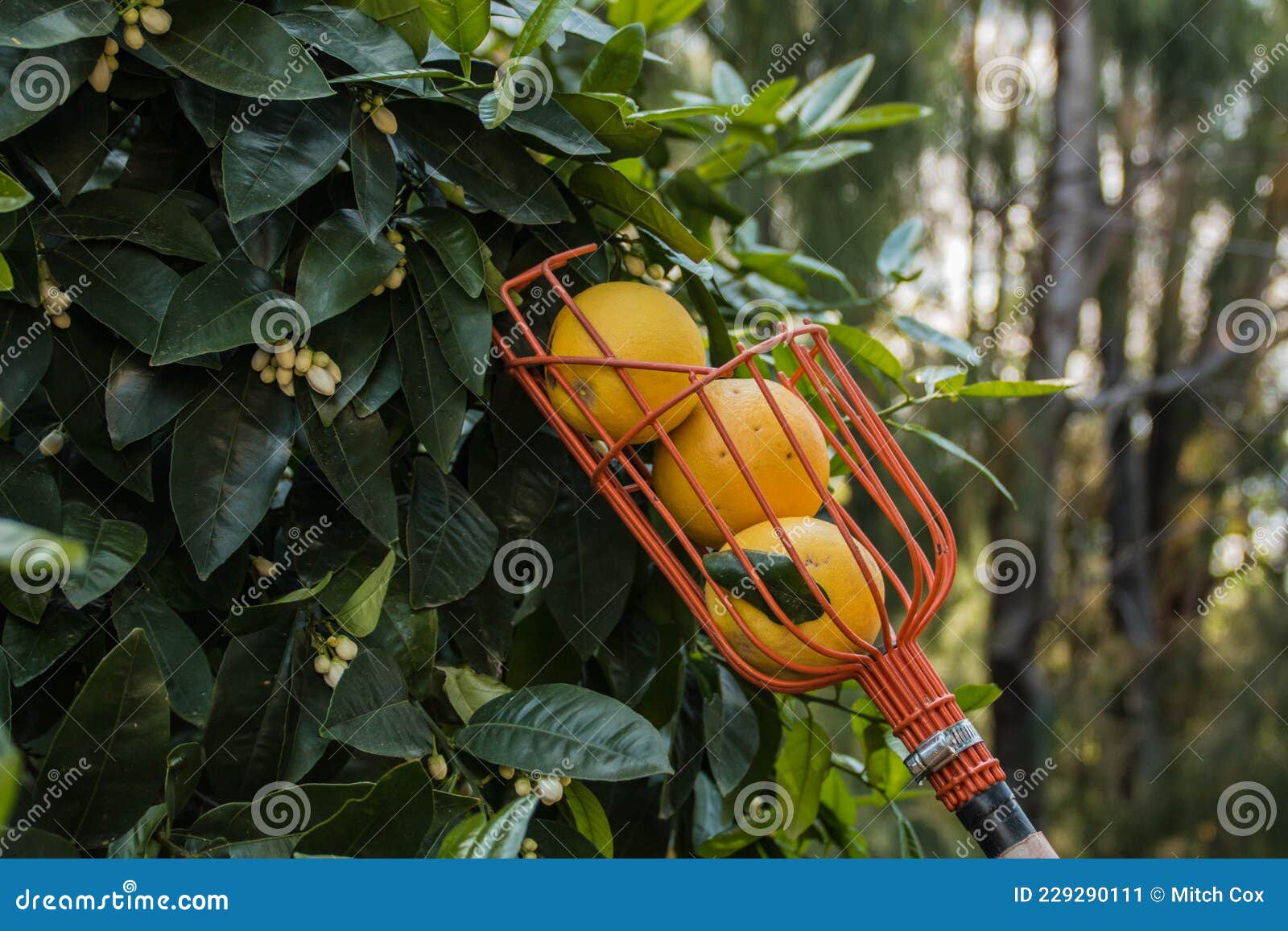 Pick Grapefruit stock image. Image of picking, garden - 229290111