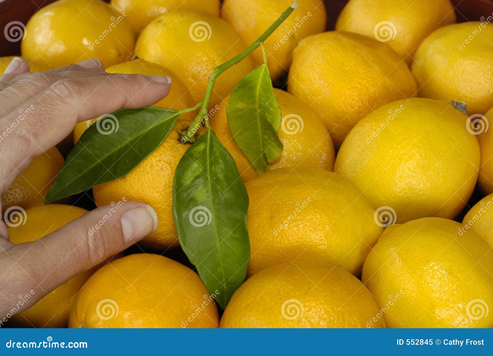 Pick a Lemon stock image. Image of chosen, yellow, citrus - 552845
