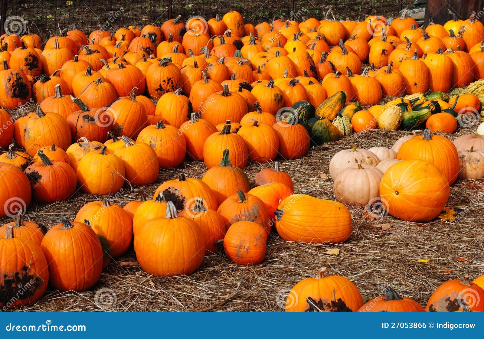 Pick One stock photo. Image of food, pumpkin, orange - 27053866