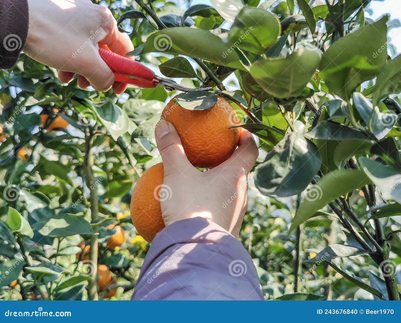 Picking oranges stock photo. Image of fruit, green, botany - 243676840