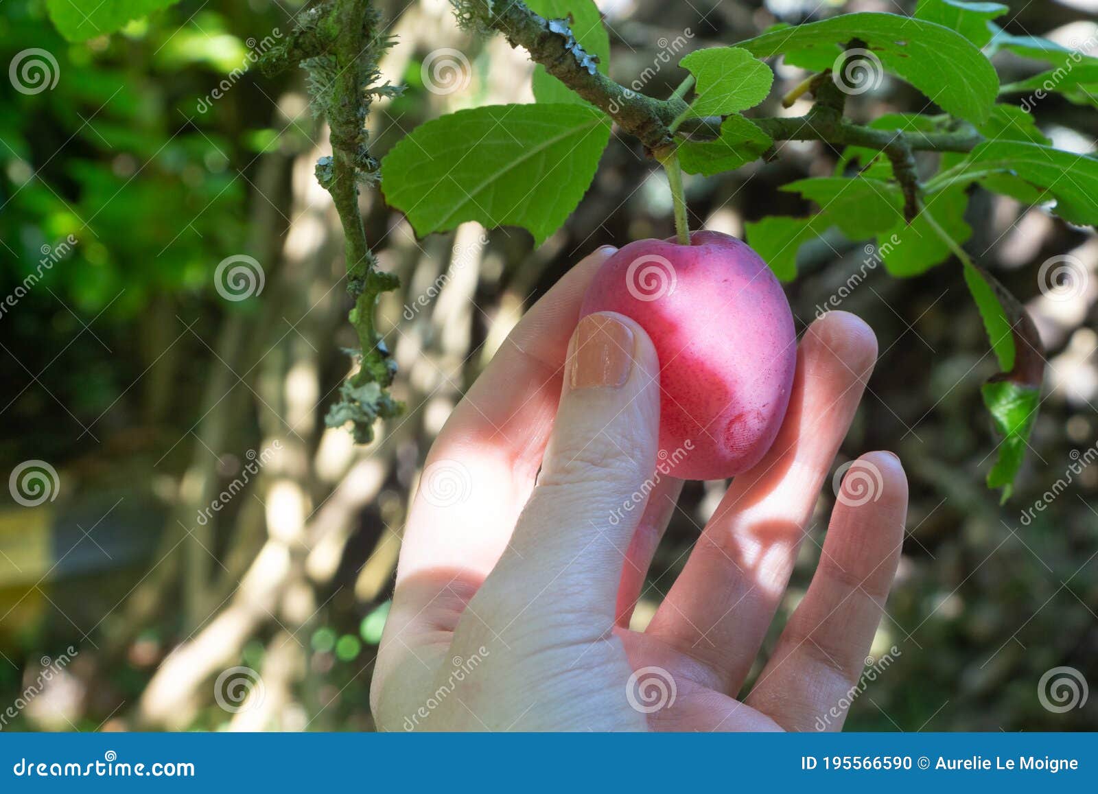 Pick a Plum on an Plum Tree Stock Photo - Image of outdoor, hand: 195566590