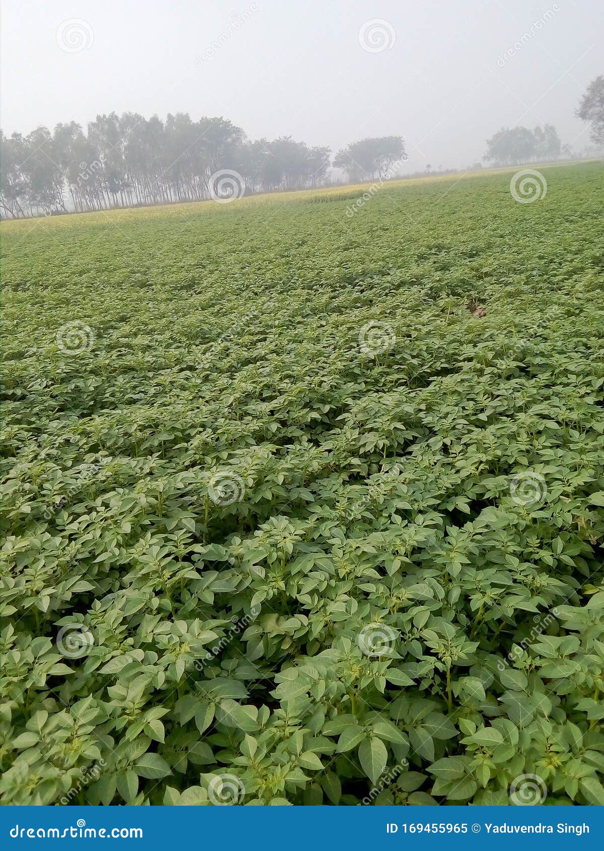 Manth Stock Photos - Free & Royalty-Free Stock Photos from Dreamstime