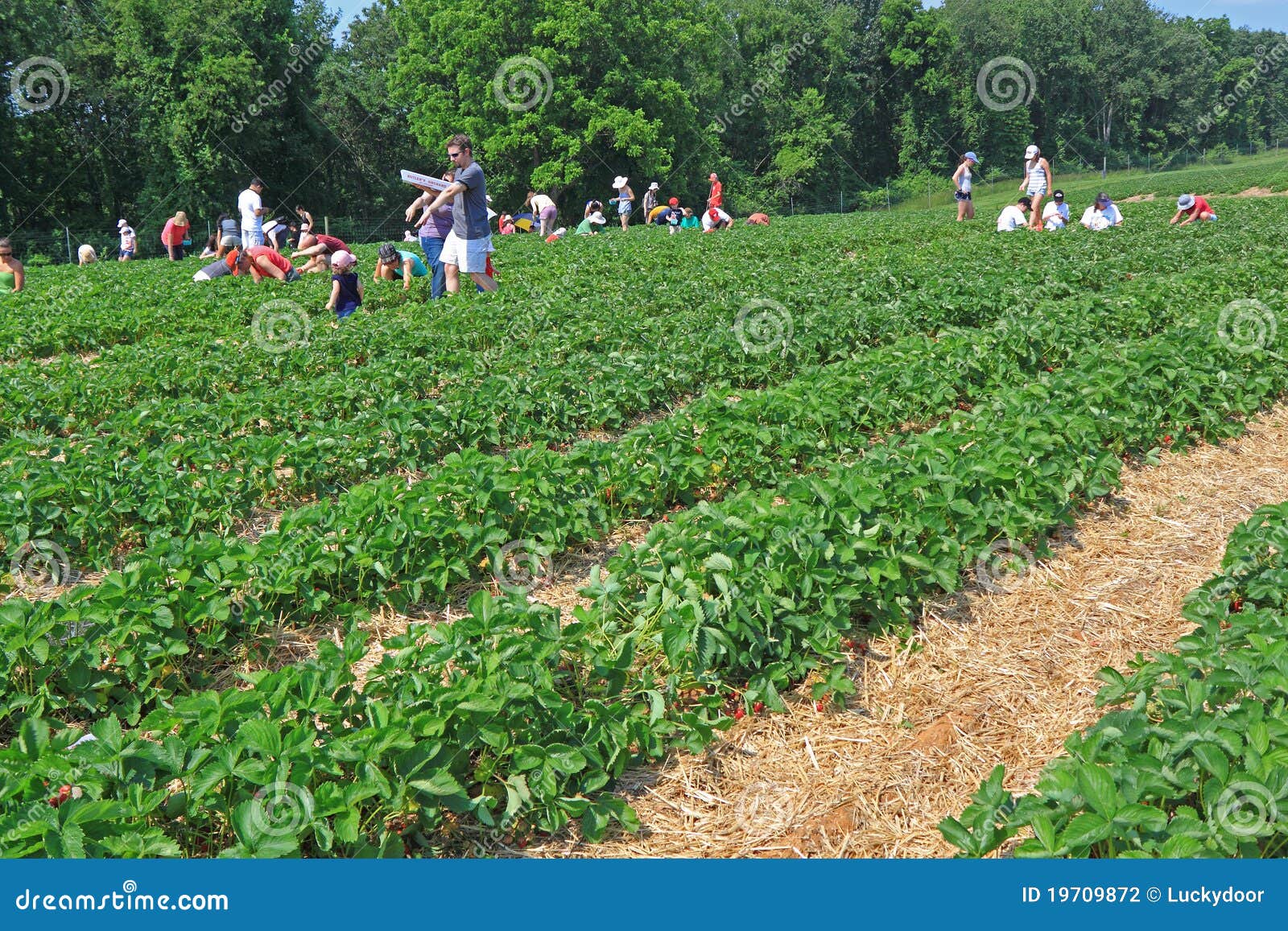 Pick Strawberry editorial photography. Image of friend - 19709872