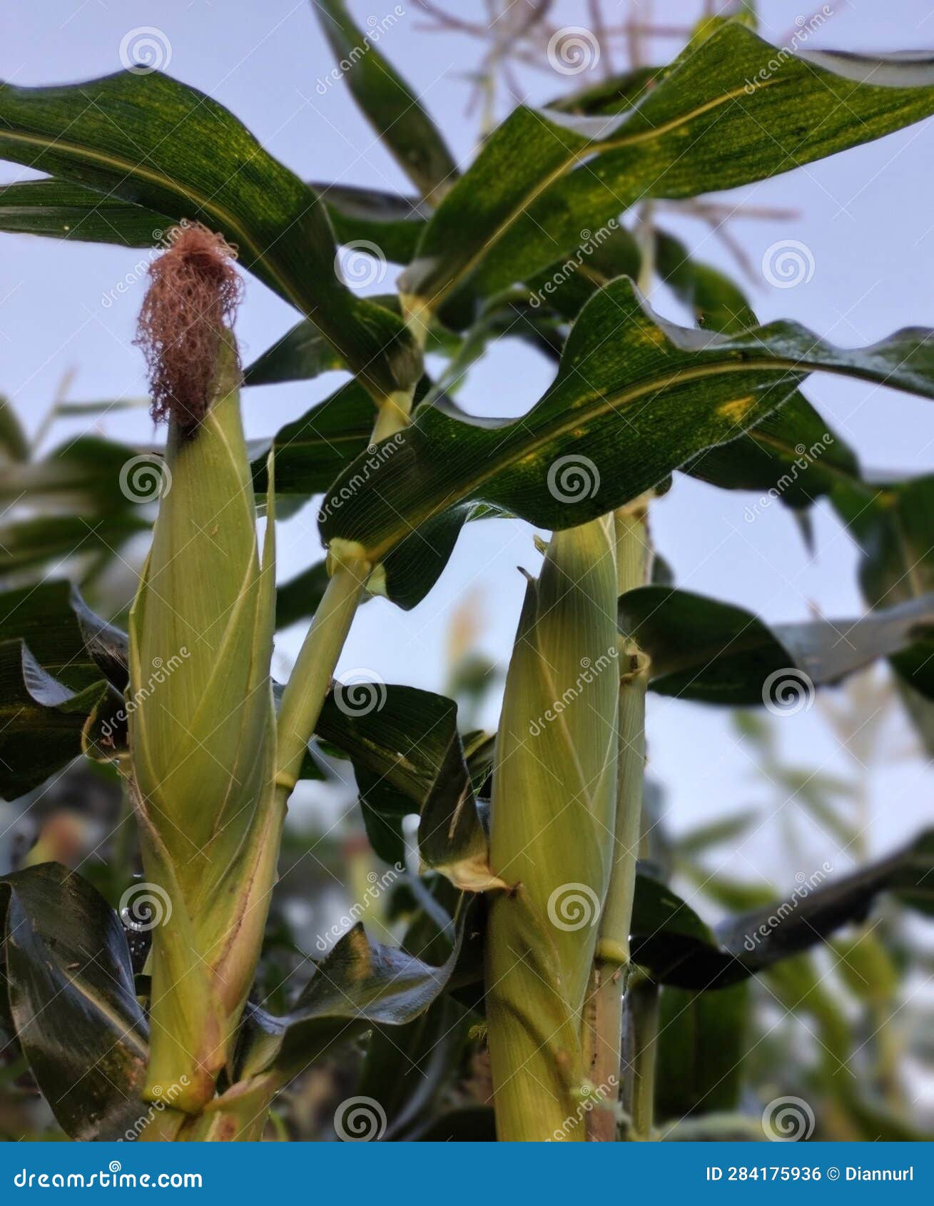 Pick Sweet Corn from Own Garden Stock Photo - Image of garden, sweet ... Pick Sweet Corn from Own Garden Stock Photo - Image of garden, sweet ...