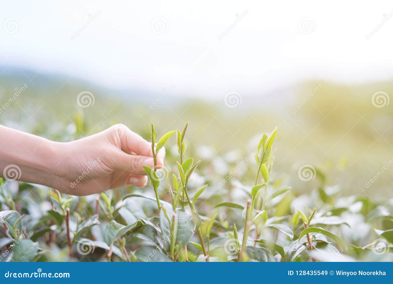 Pick tea leaf. stock image. Image of cultivation, horizon - 128435549