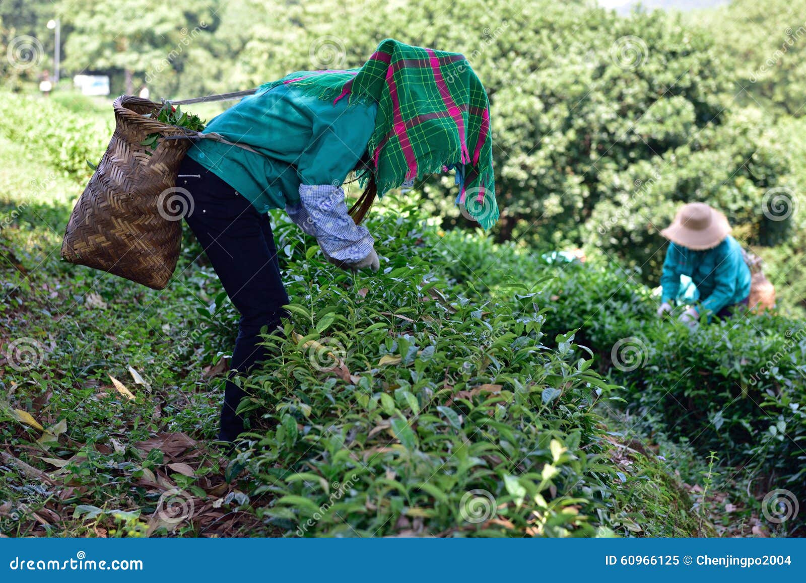 Pick tea-leaves editorial image. Image of picked, cash - 60966125