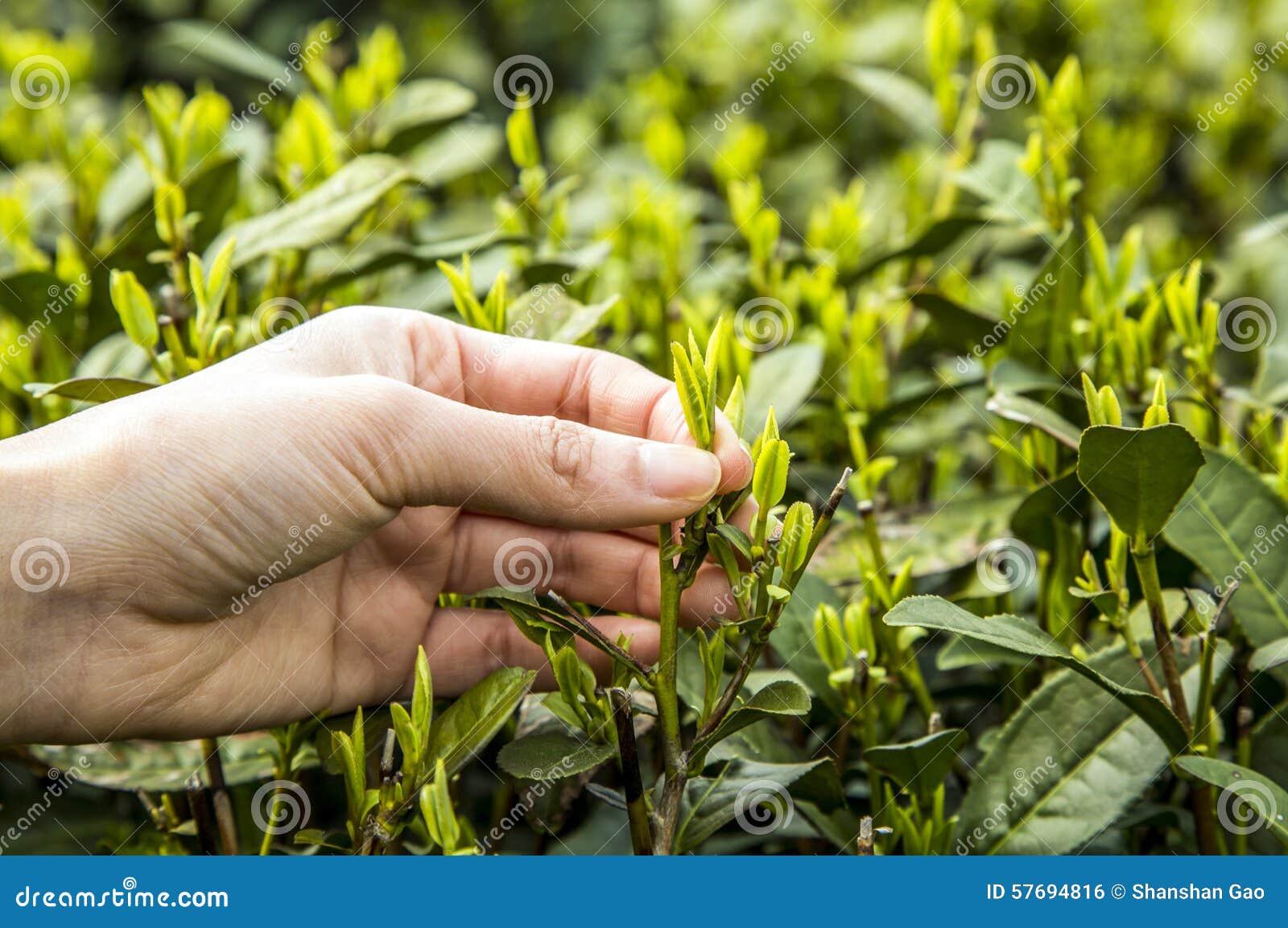 Pick tea stock photo. Image of planting, farm, plants - 57694816