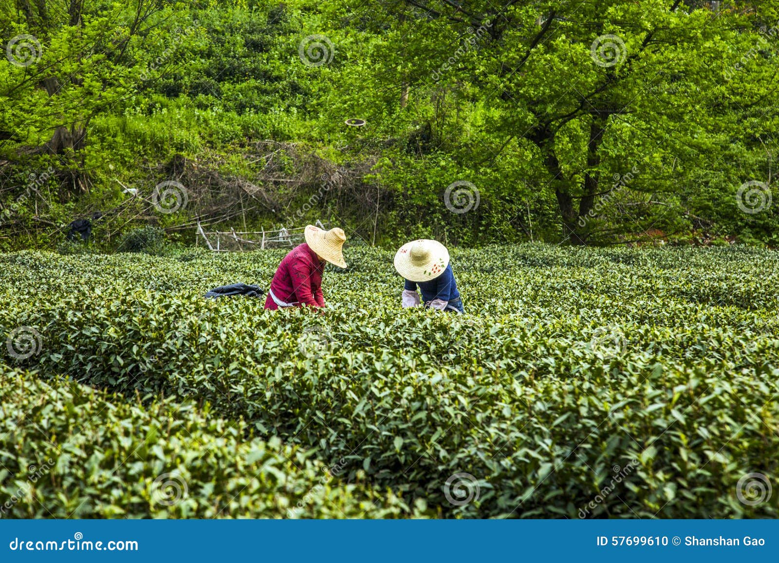 Pick tea stock photo. Image of farm, germination, garden - 57699610