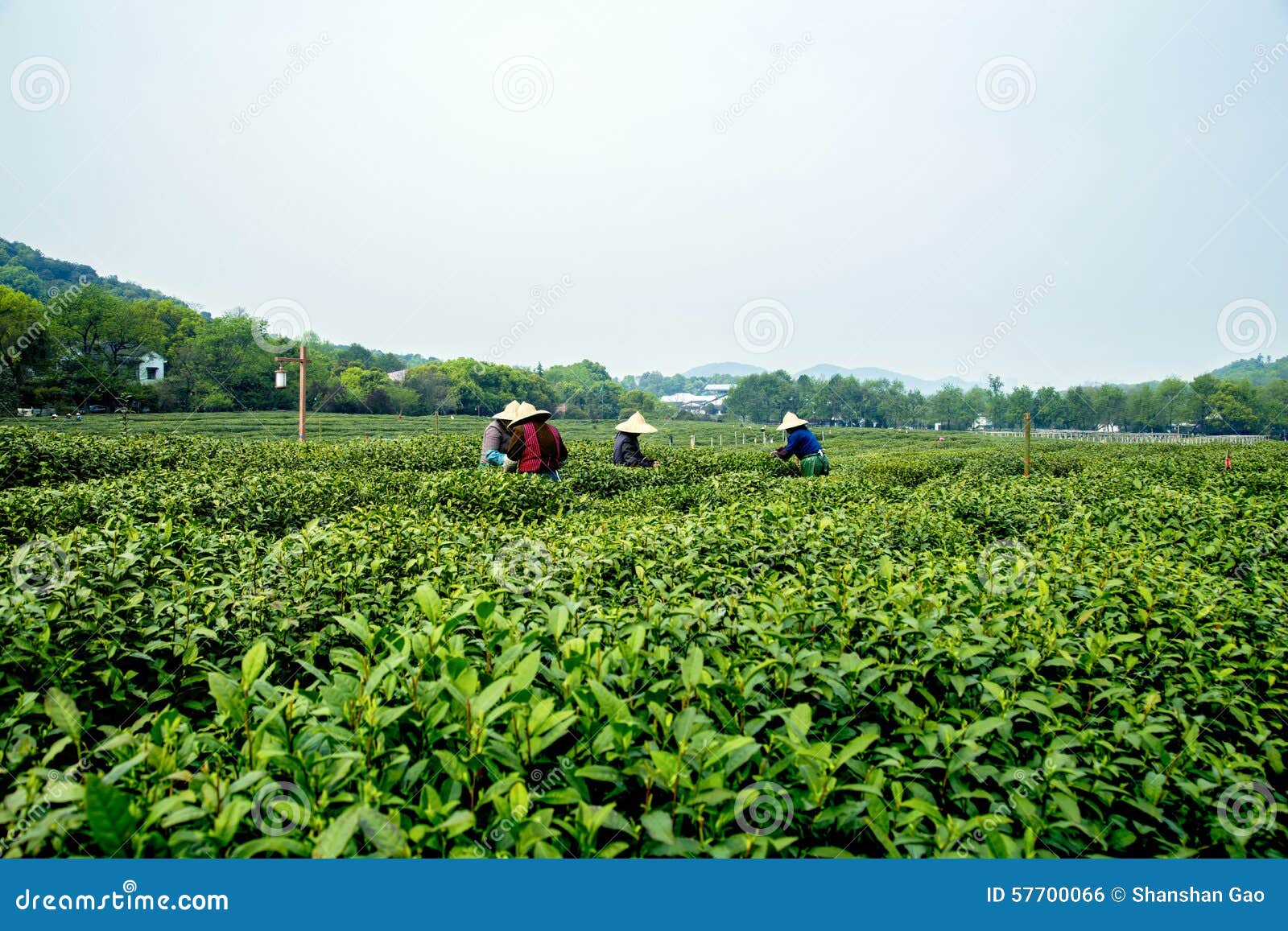 Pick tea stock photo. Image of afternoon, germination - 57700066