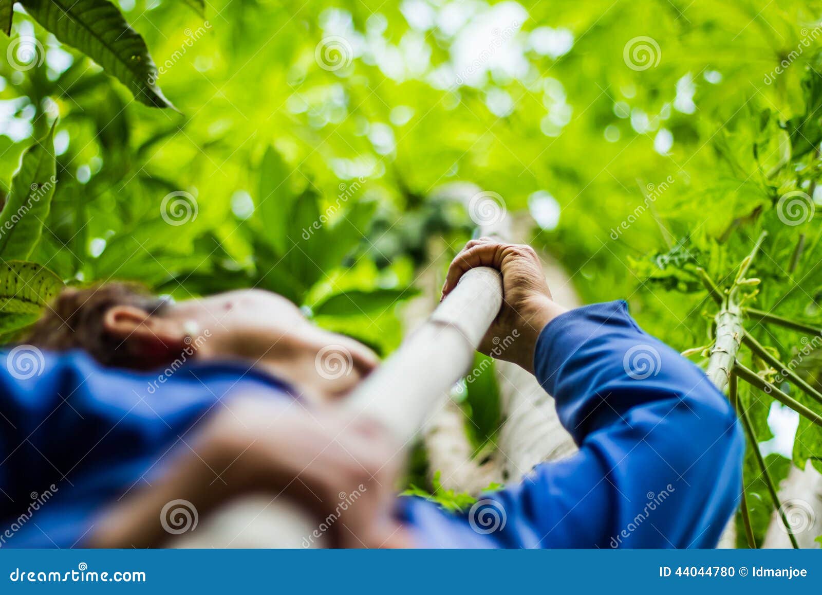 Pick up fruit stock photo. Image of fruit, gardener, delicious - 44044780