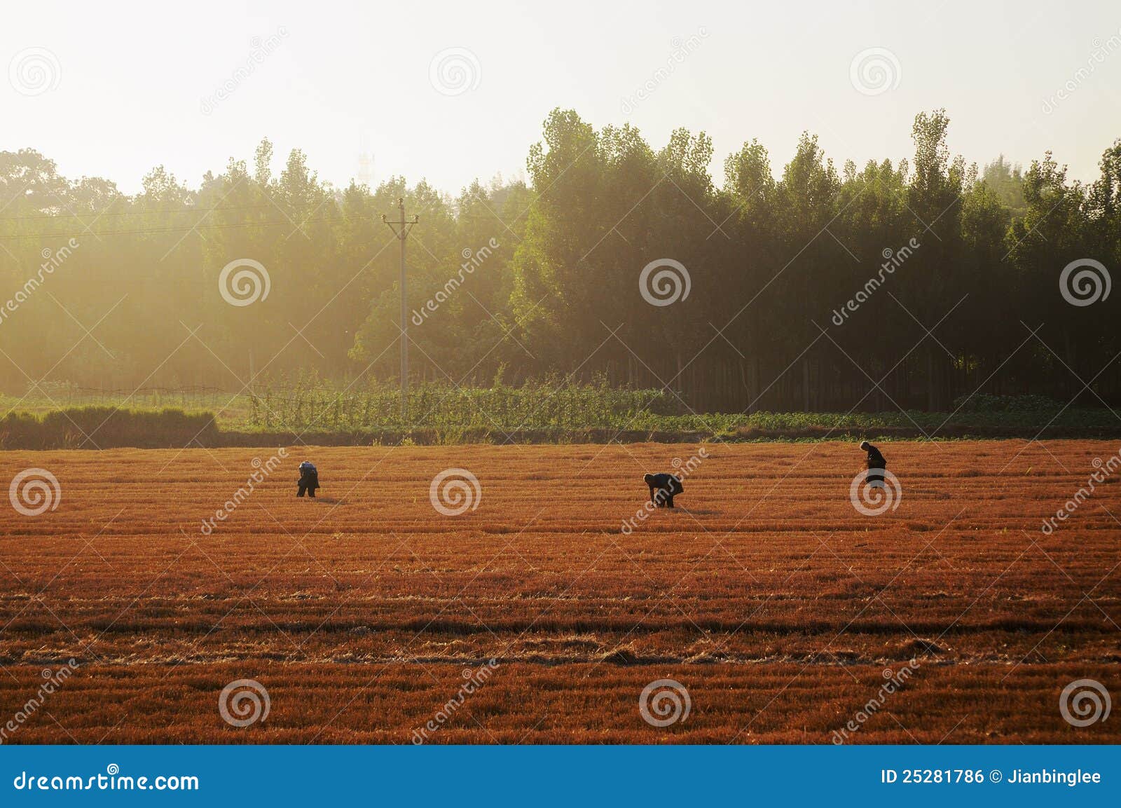 Pick Up the Wheat Farmers in the Fields Stock Photo - Image of wheat ...