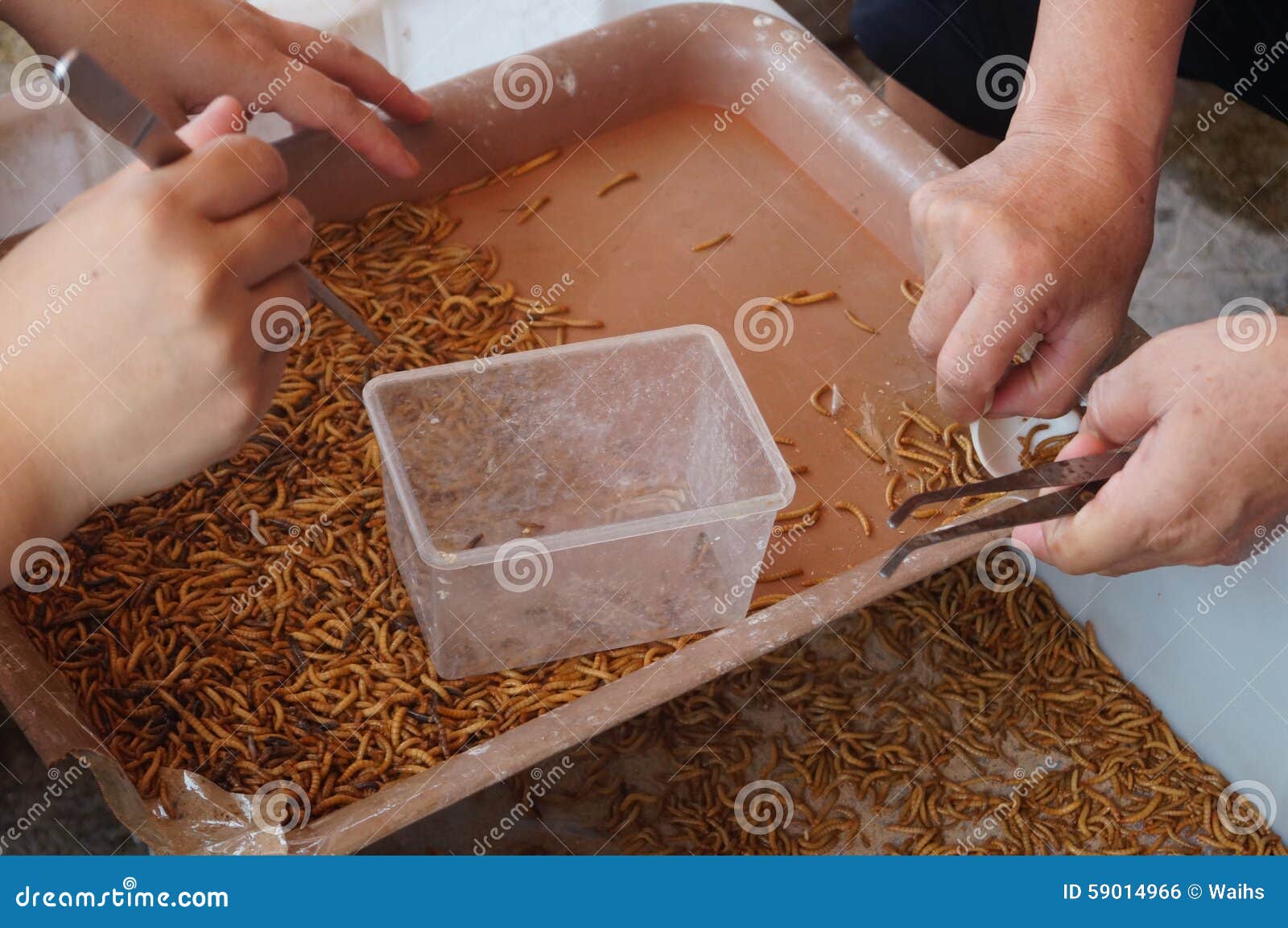 Pick the Worm: Pick Up the Dead Worm Stock Photo - Image of market ...