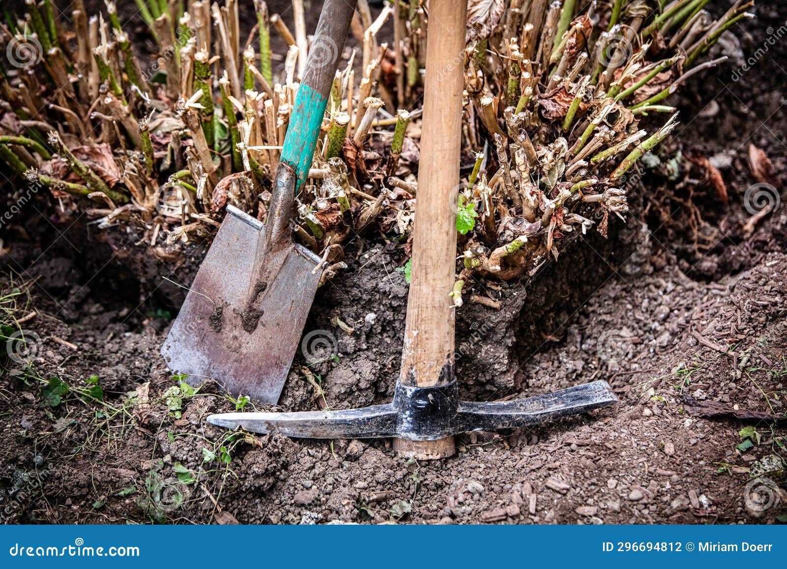 A Pickaxe and a Spade in the Garden Stock Photo - Image of nature ...