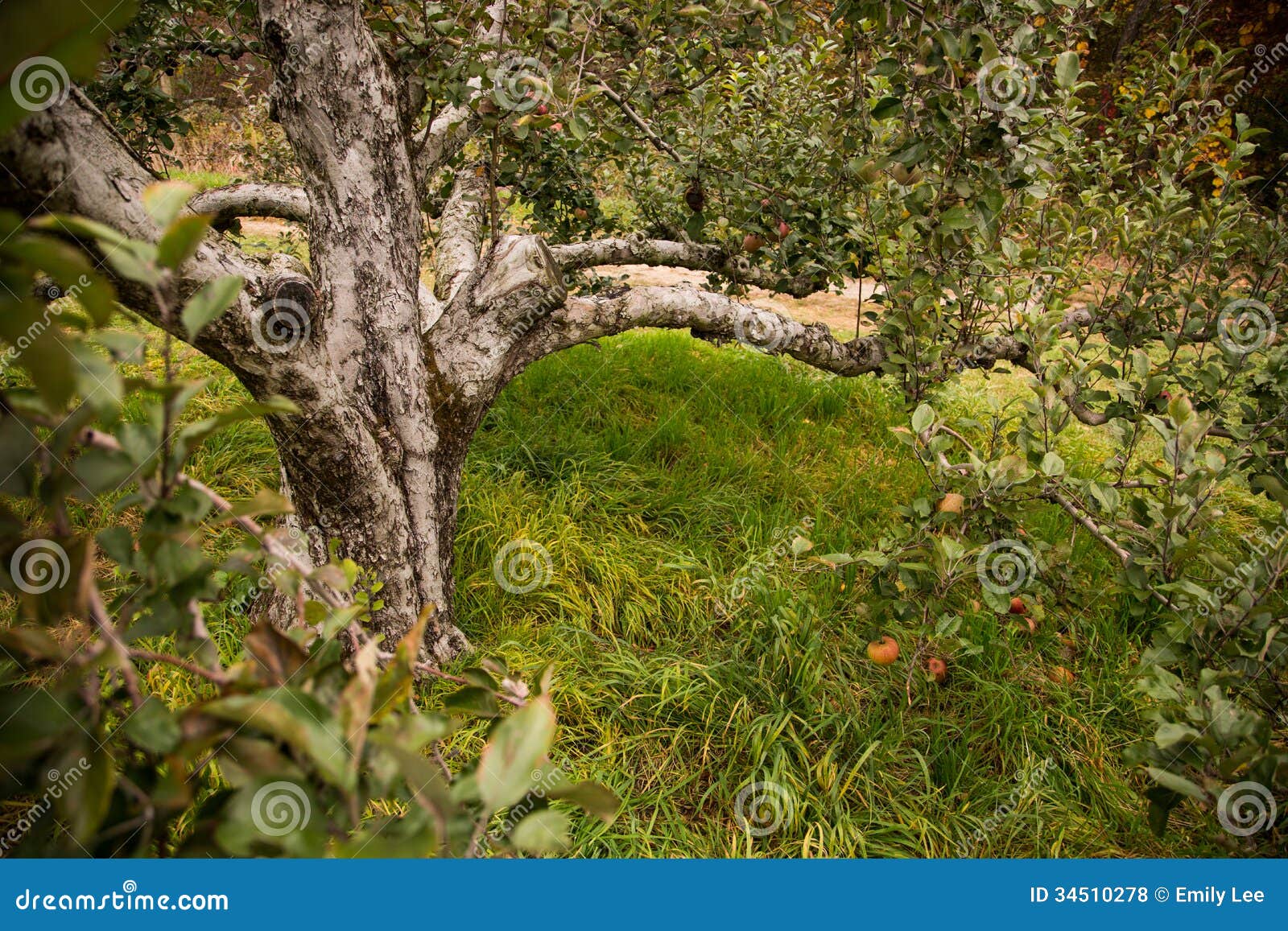 Picked Clean stock photo. Image of ornamental, hanging - 34510278