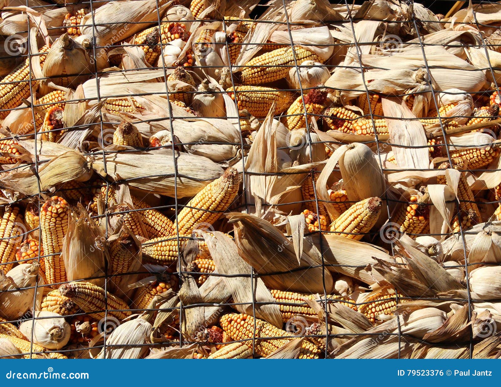 Picked corn cobs stock photo. Image of picked, maize - 79523376