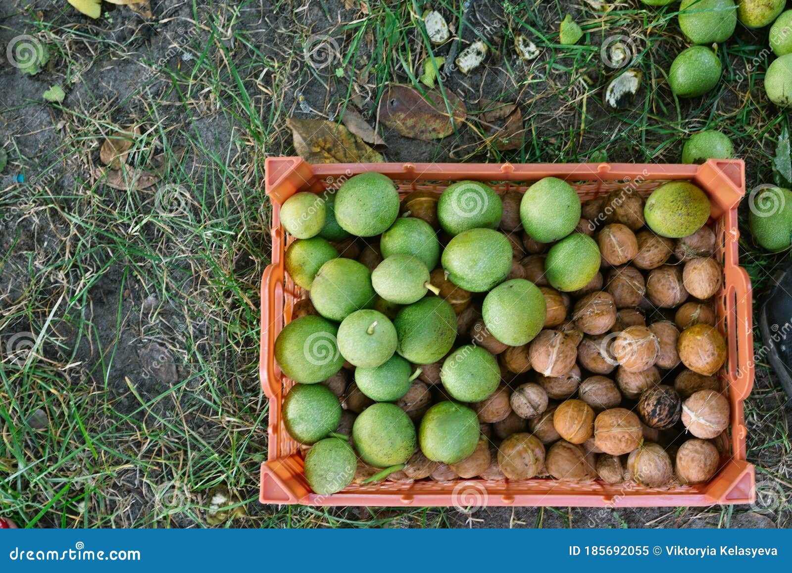 Picked and Gathered Black Walnut from Tree in a Plastic Container Stock ...