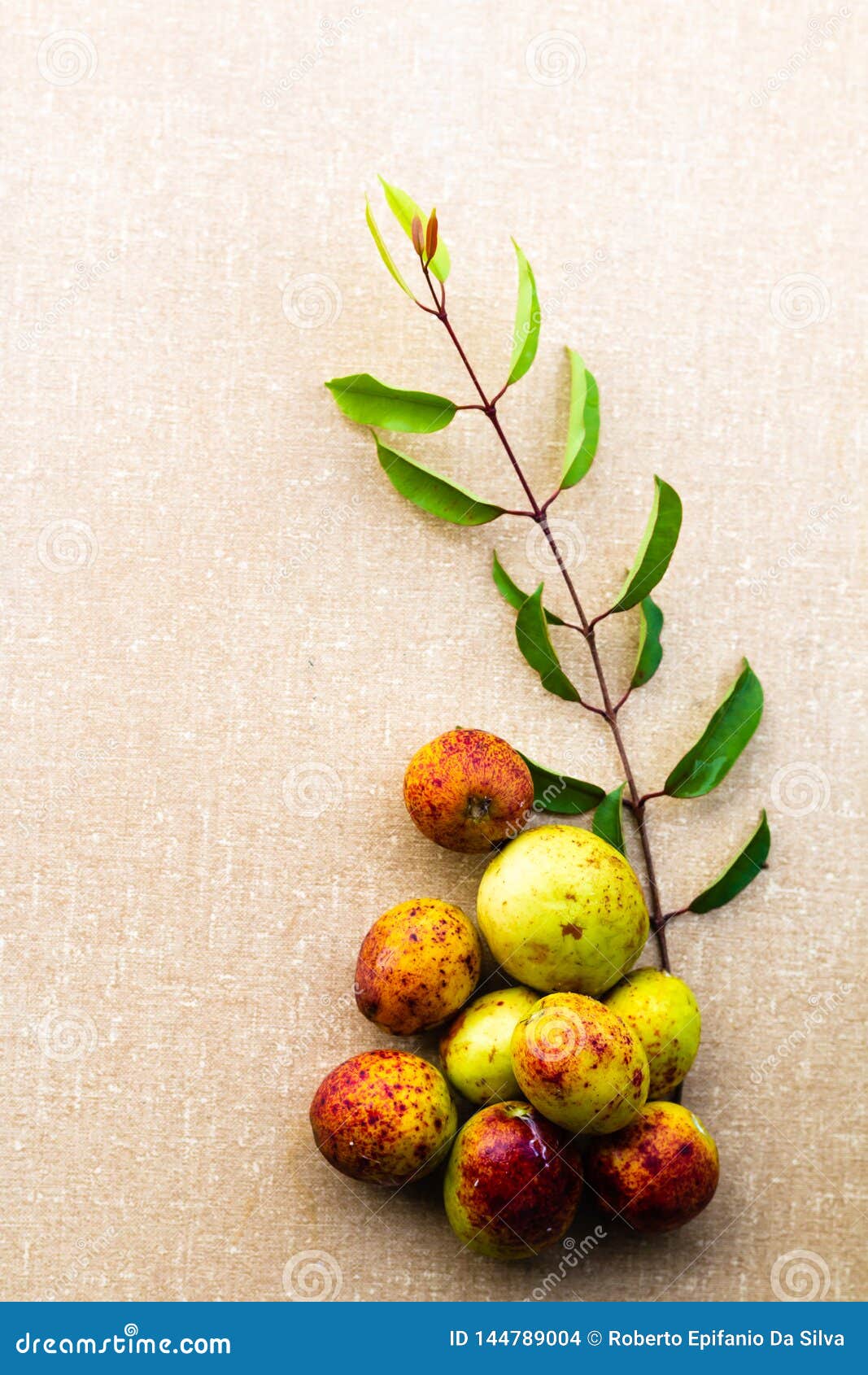 Hancornia Speciosa Mangaba Fruit Stock Photo - Image of fresh, plant ...