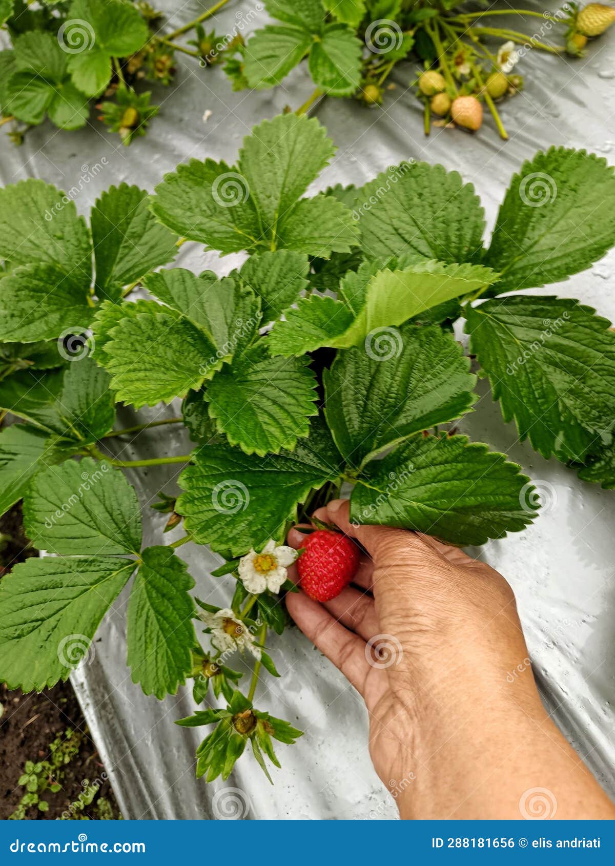 Picked Red Strawberry Green at Plastic Mulse Stock Photo - Image of ...