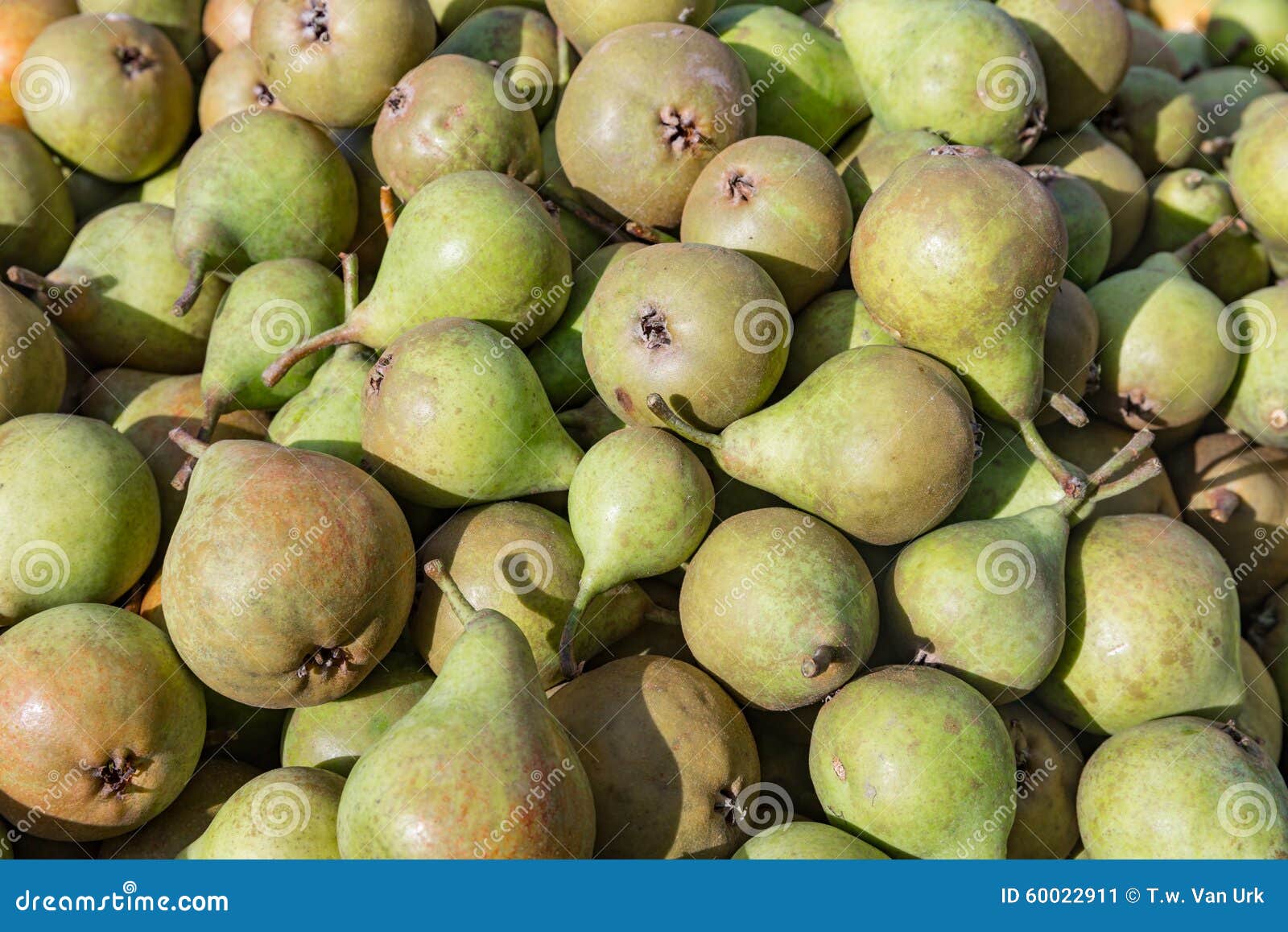 Picked ripe pears stock image. Image of farmers, dessert - 60022911