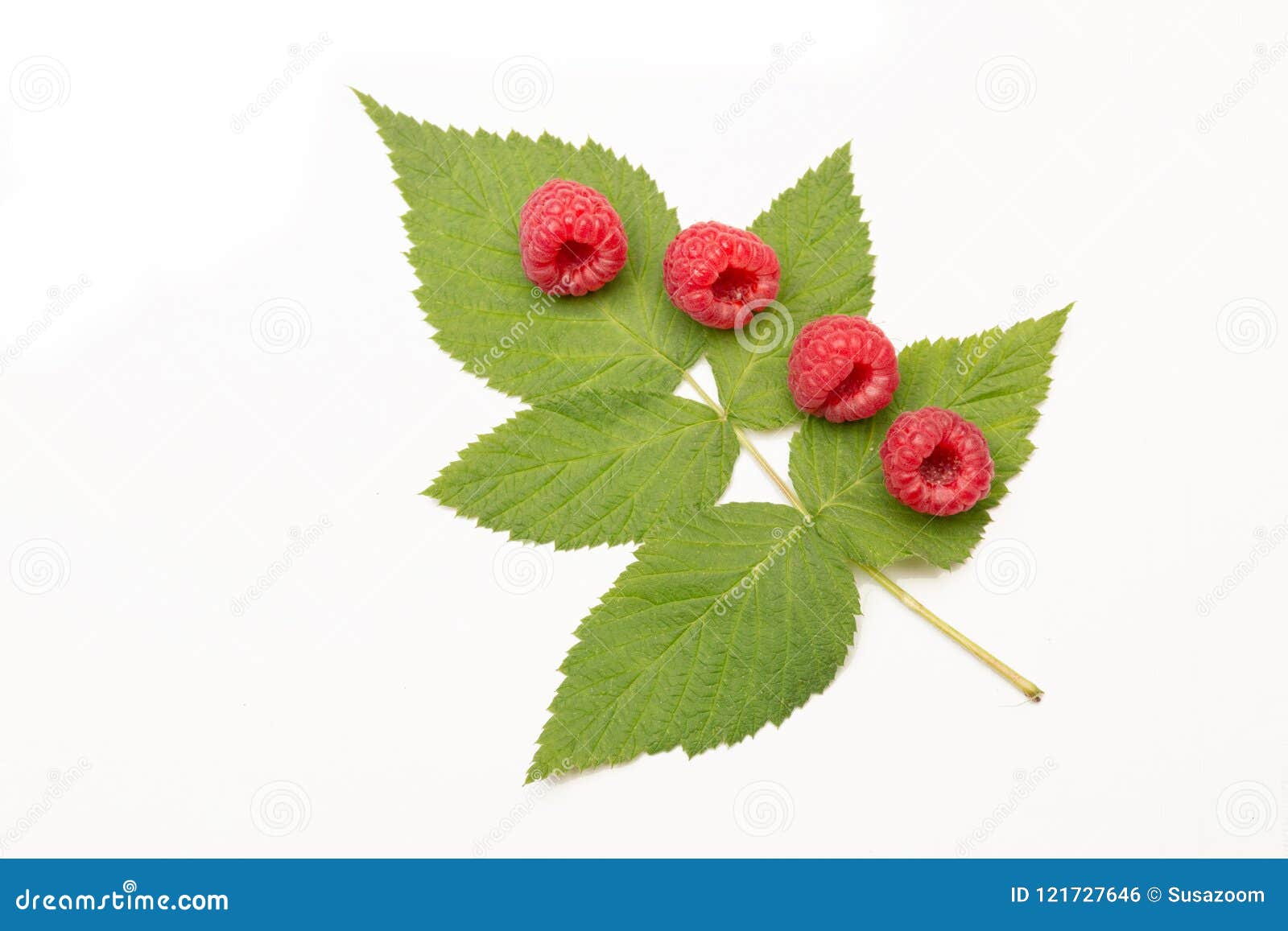 Picked Ripe Raspberries on a Green Raspberry Leaf Stock Photo - Image ...