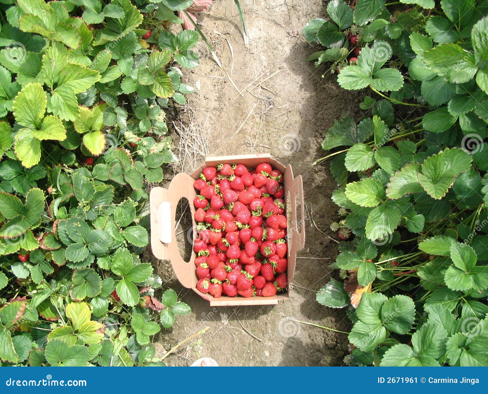 Picked strawberries stock image. Image of green, crop - 2671961
