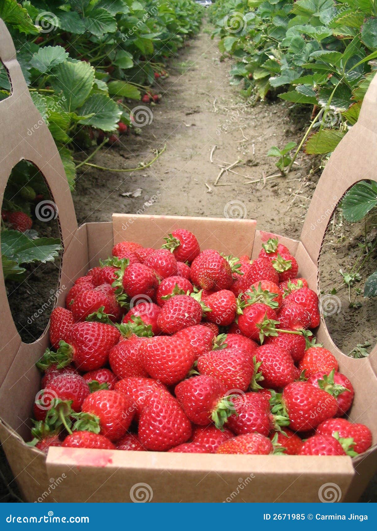 Picked strawberries stock image. Image of crop, pick, patch - 2671985